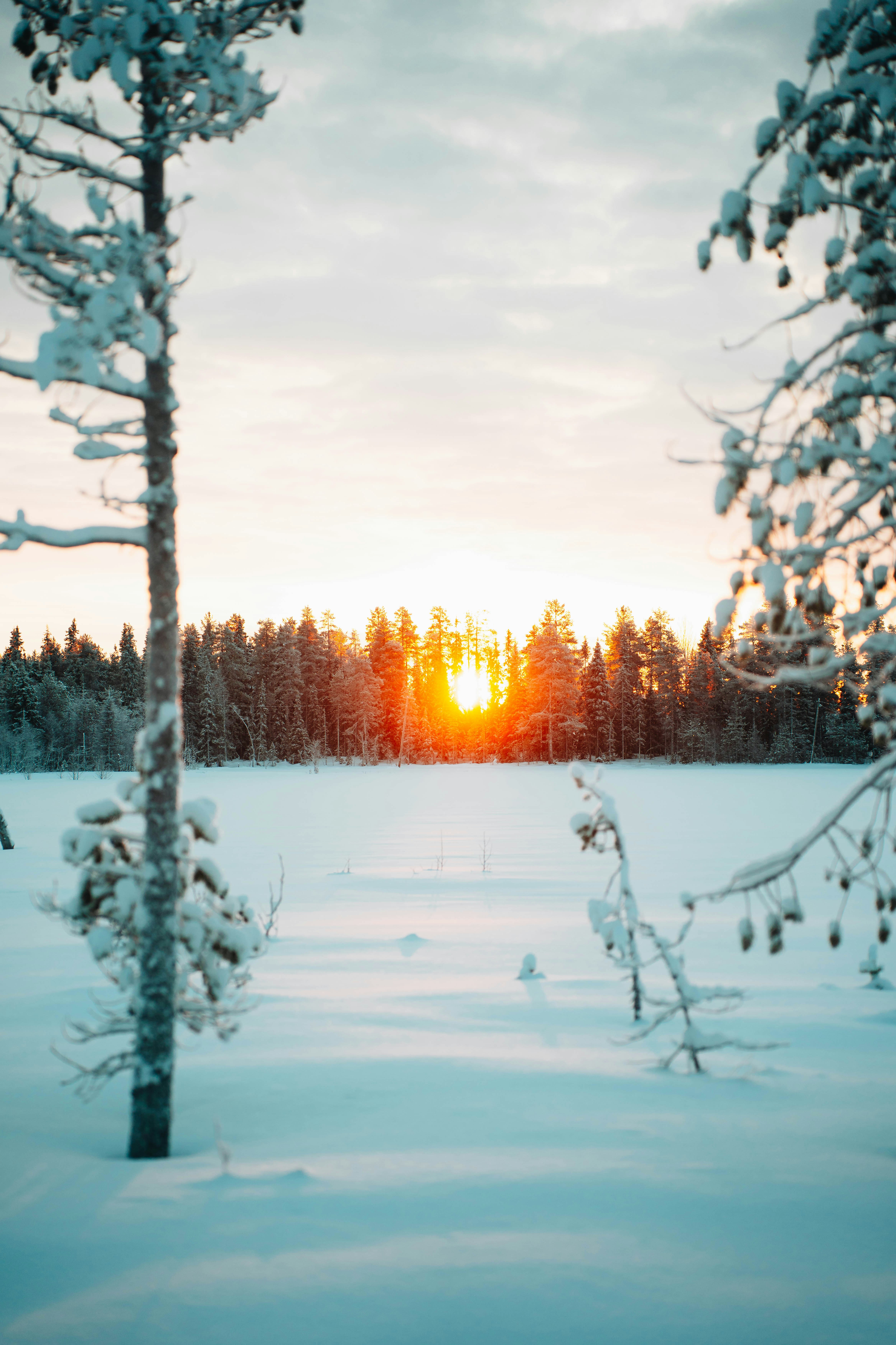 Sunrise over a Quiet Snowfield Between Frosted Pines