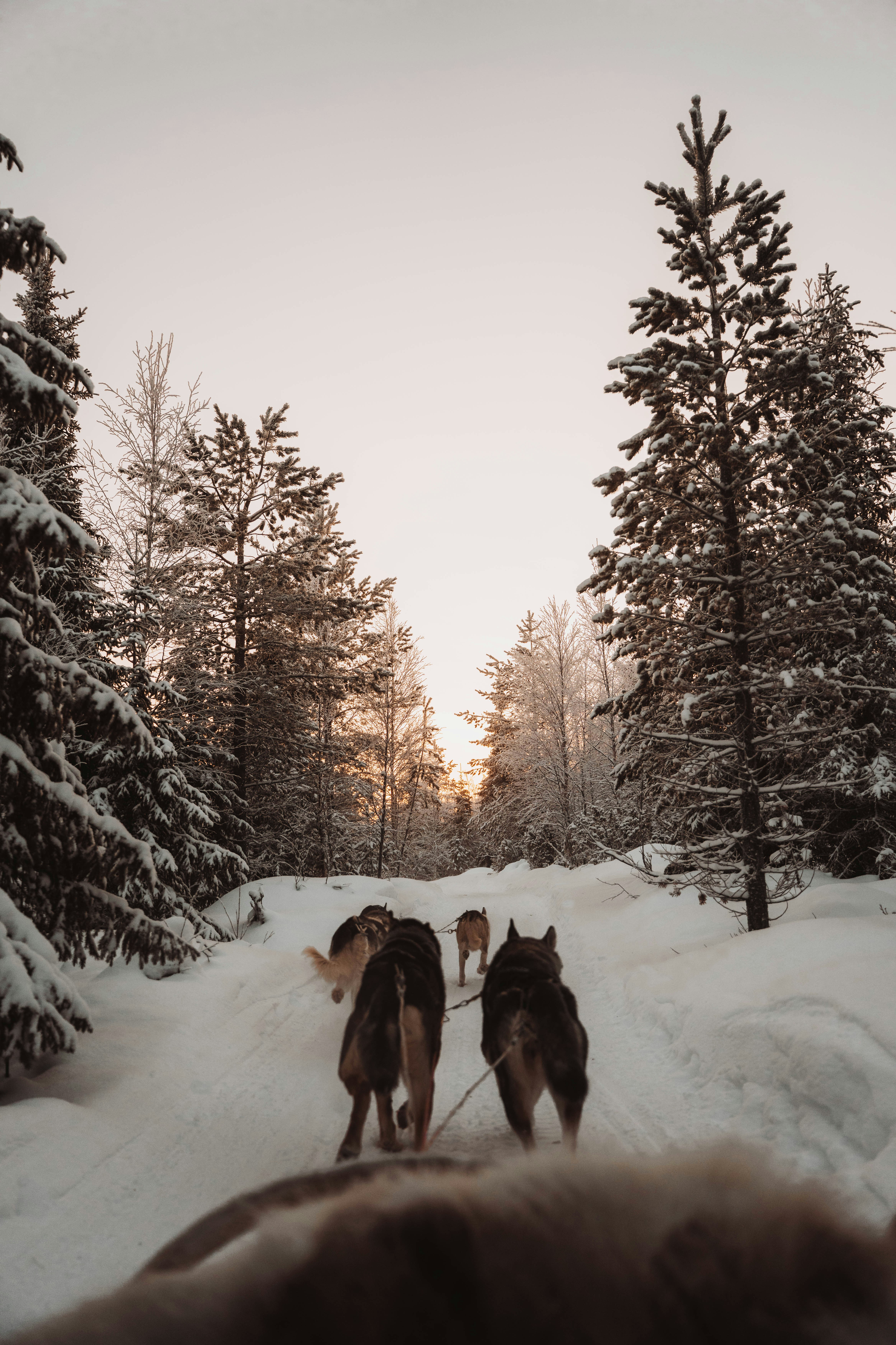 Snowbound Herd: A Winter Trek Through Quiet Pines