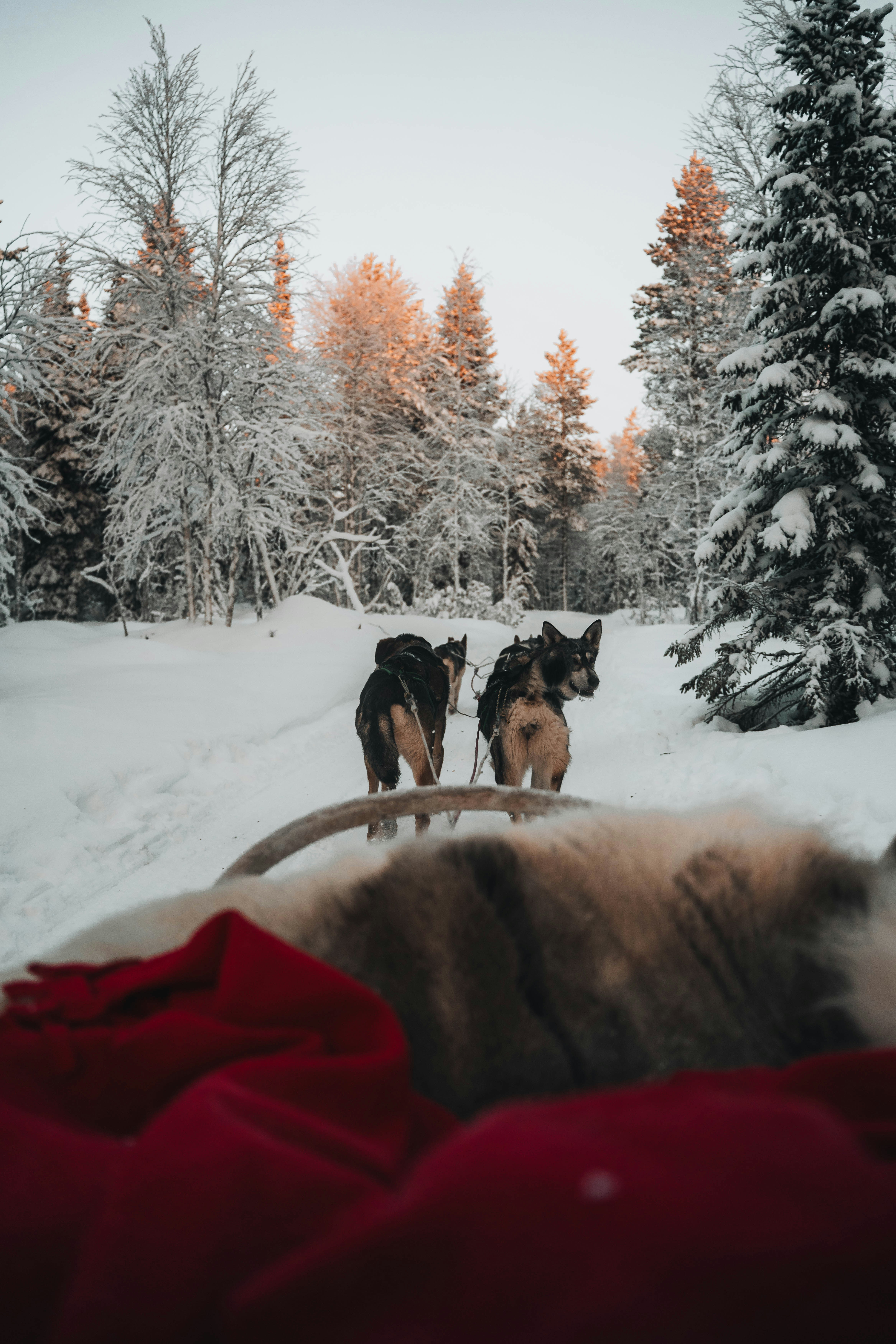 Trailing Huskies in a Snow-blanketed Forest