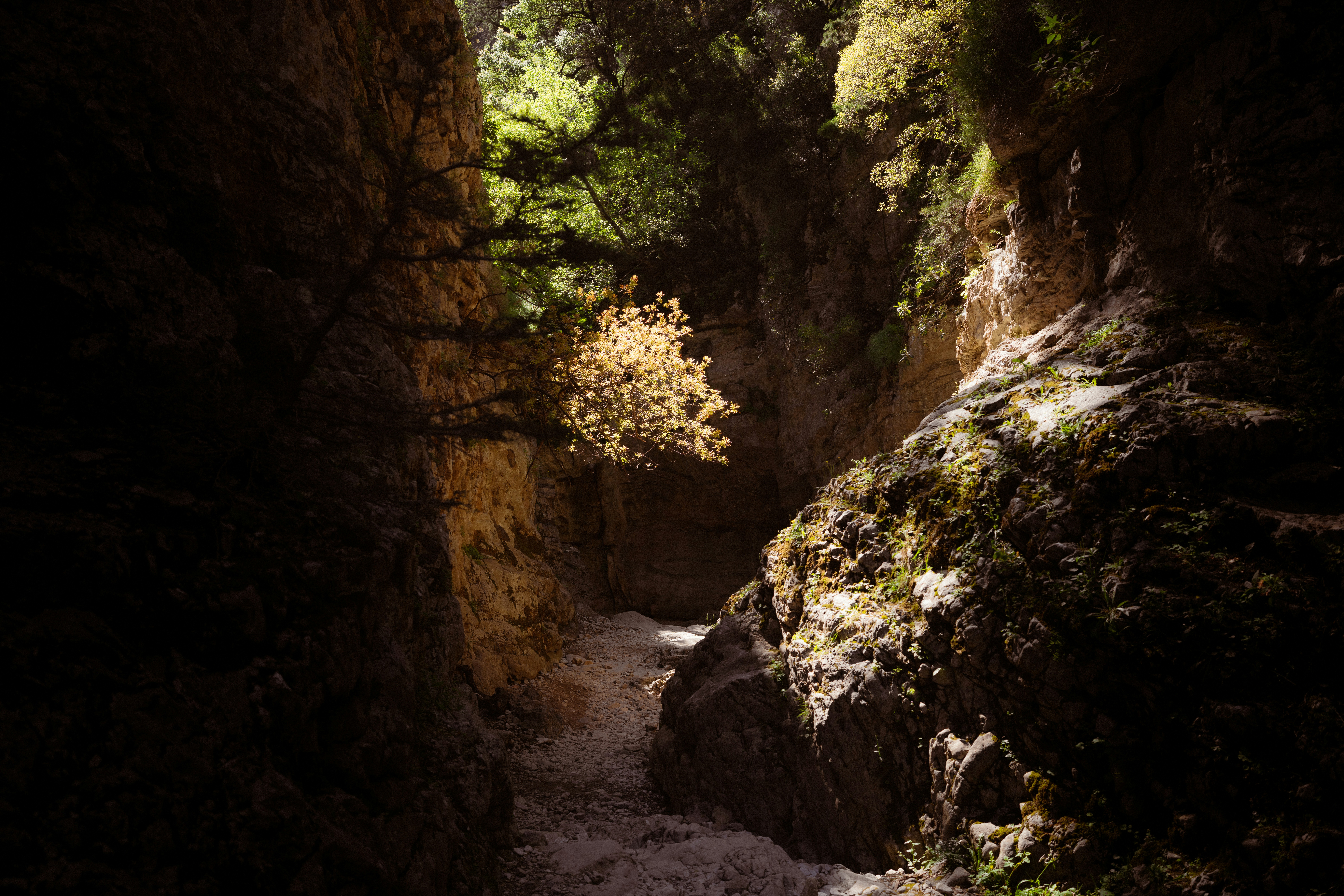 Sunlit Vignette: A Quiet Canyon Between Mossy Walls