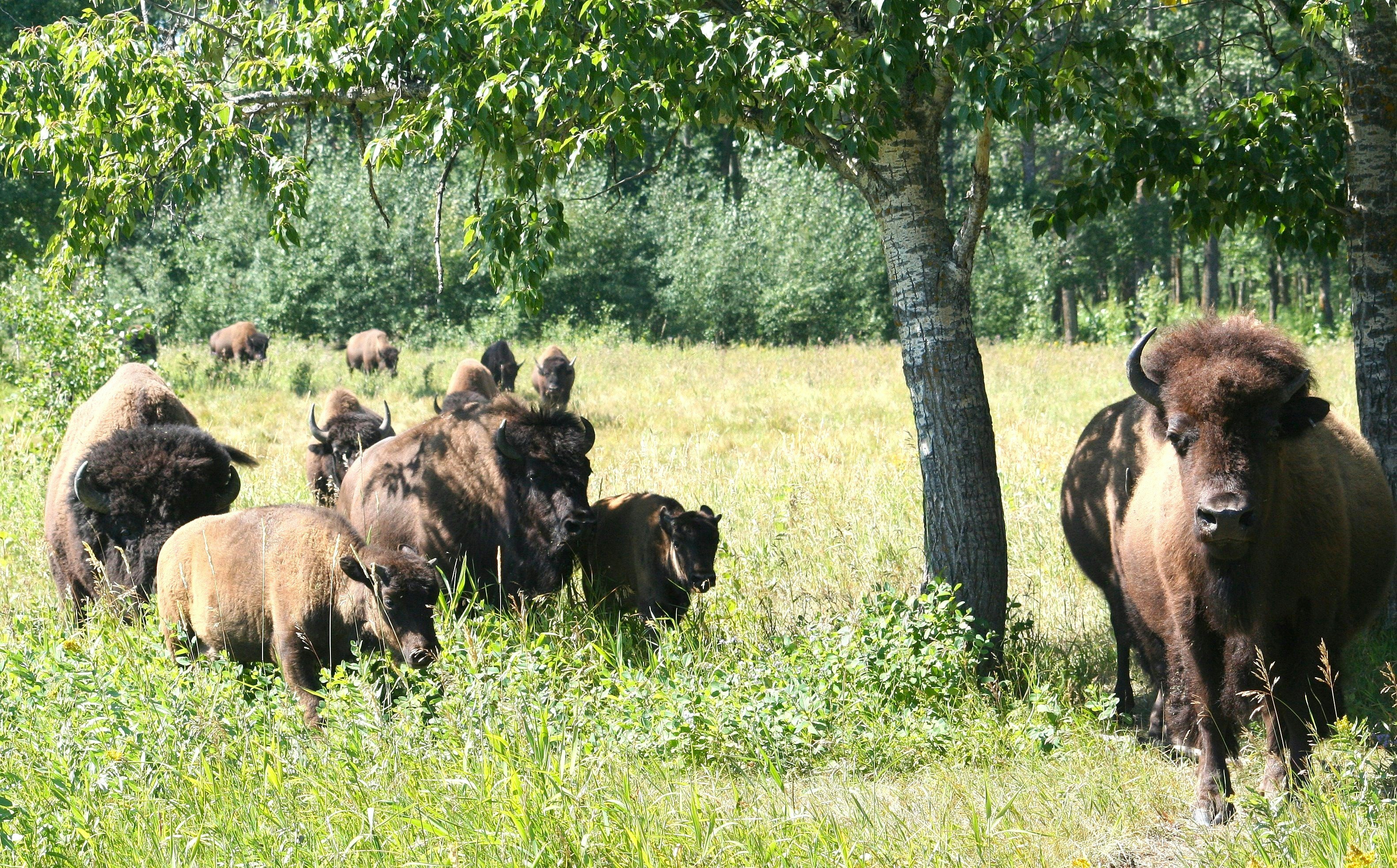 Herd Under the Shade: Bison Gatherings in a Sunlit Meadow