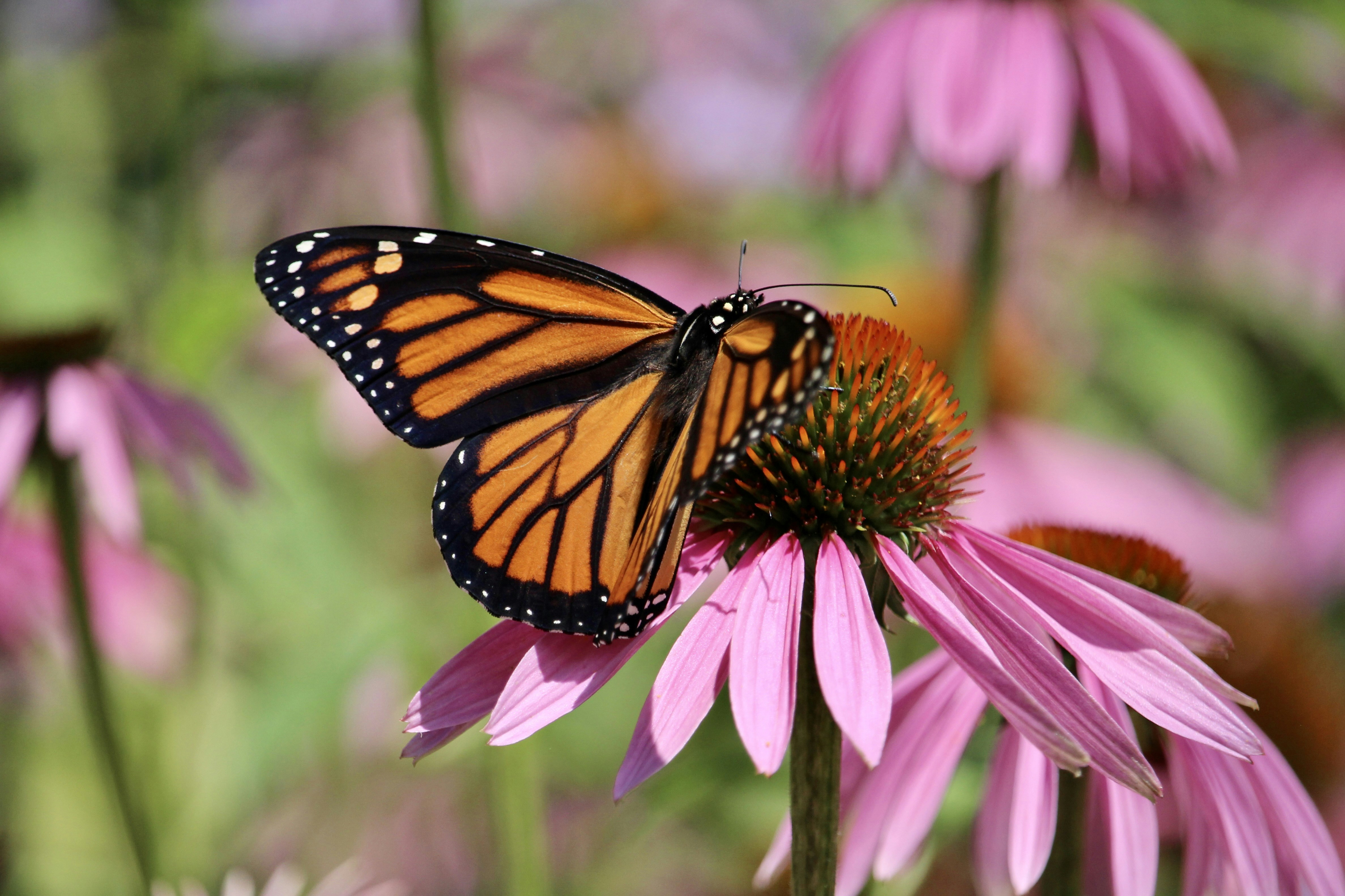  Monarch on Magenta Bloom: A Delicate Pause in a Spring Meadow 