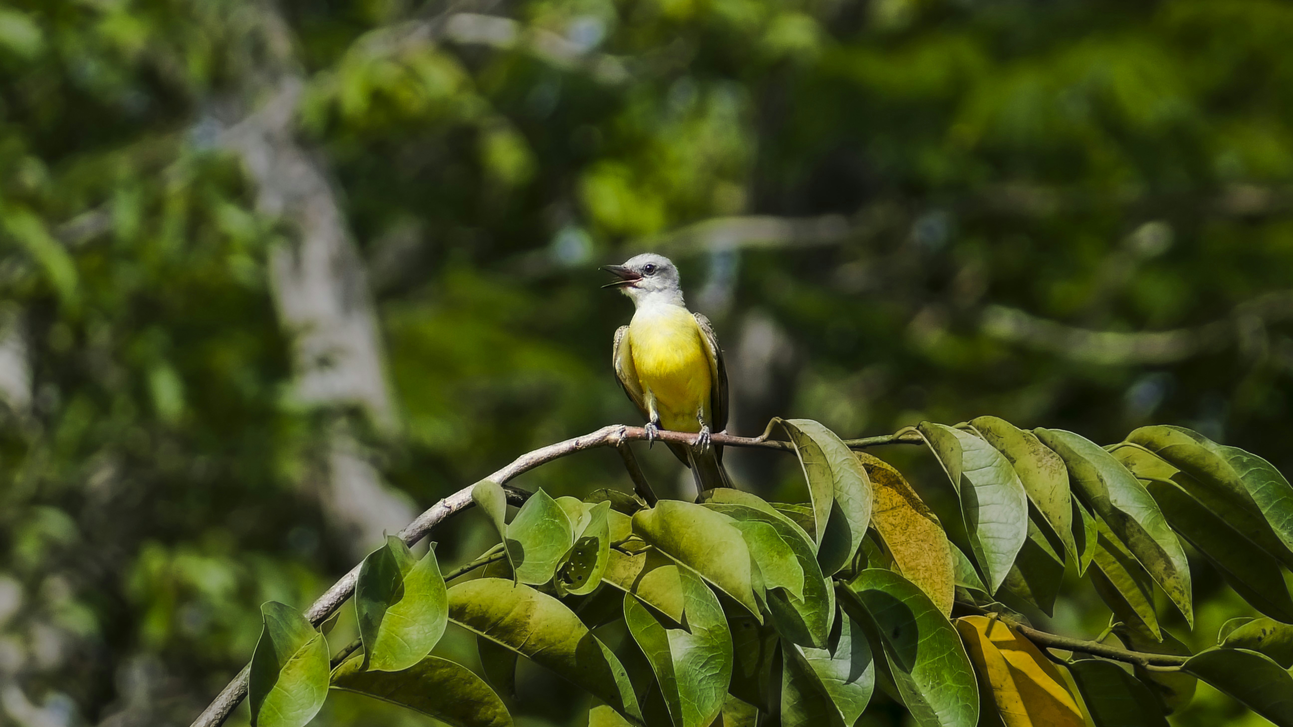 Yellow-bellied bird perched on a thin branch among lush green leaves in dappled forest light.