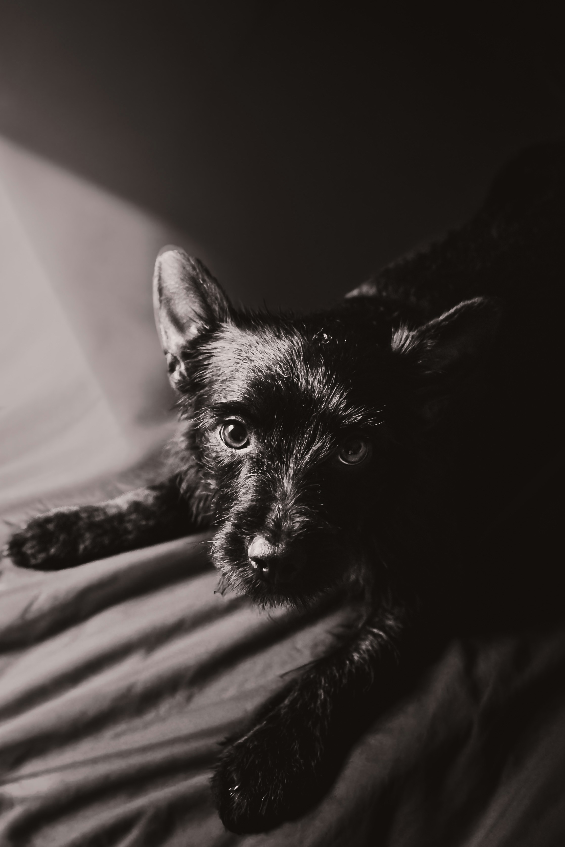 Gentle Canine in Soft Shadow: A Quiet Moment on the Bed