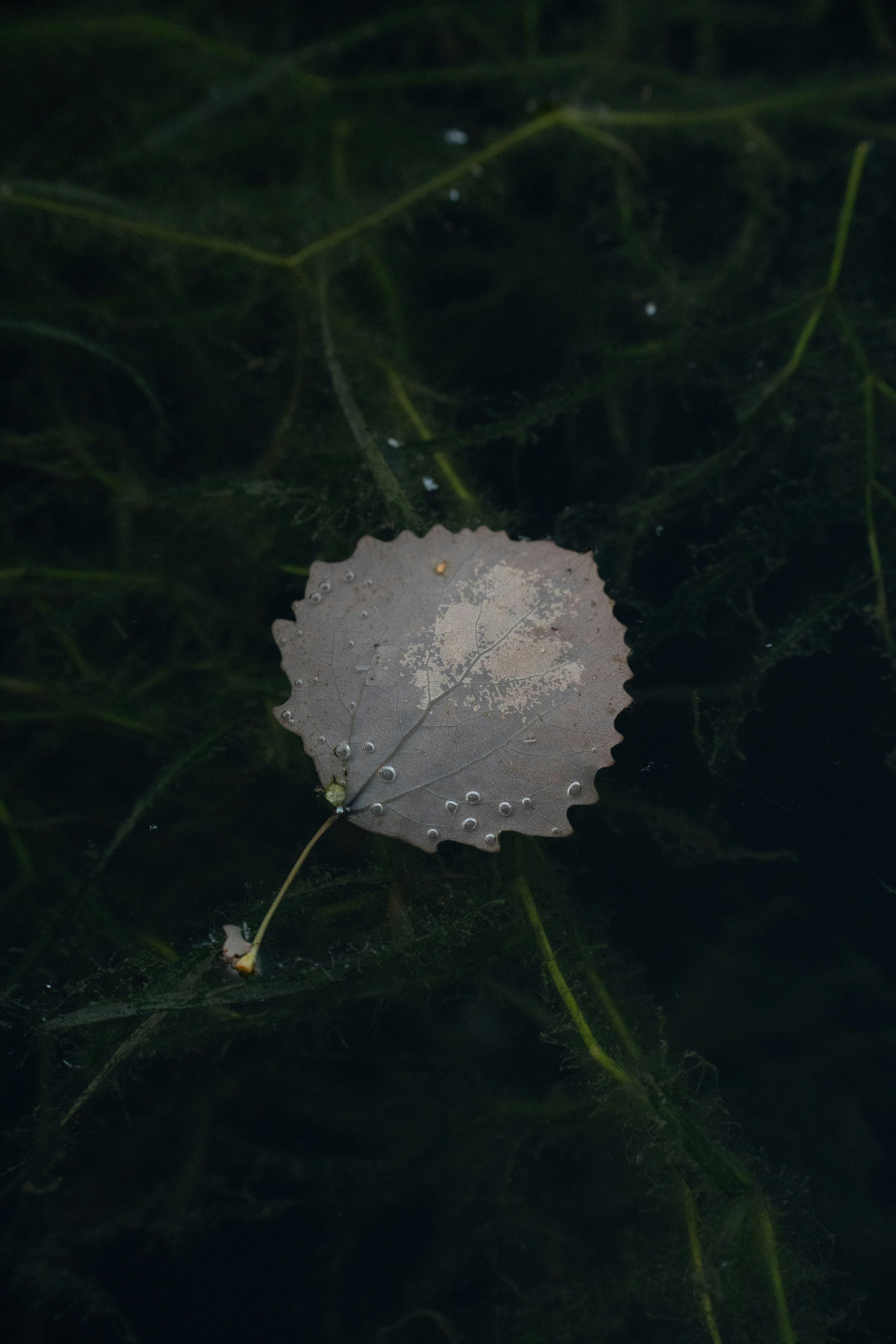 Single Leaf adrift in dark water, dew speckled and suspended above aquatic moss