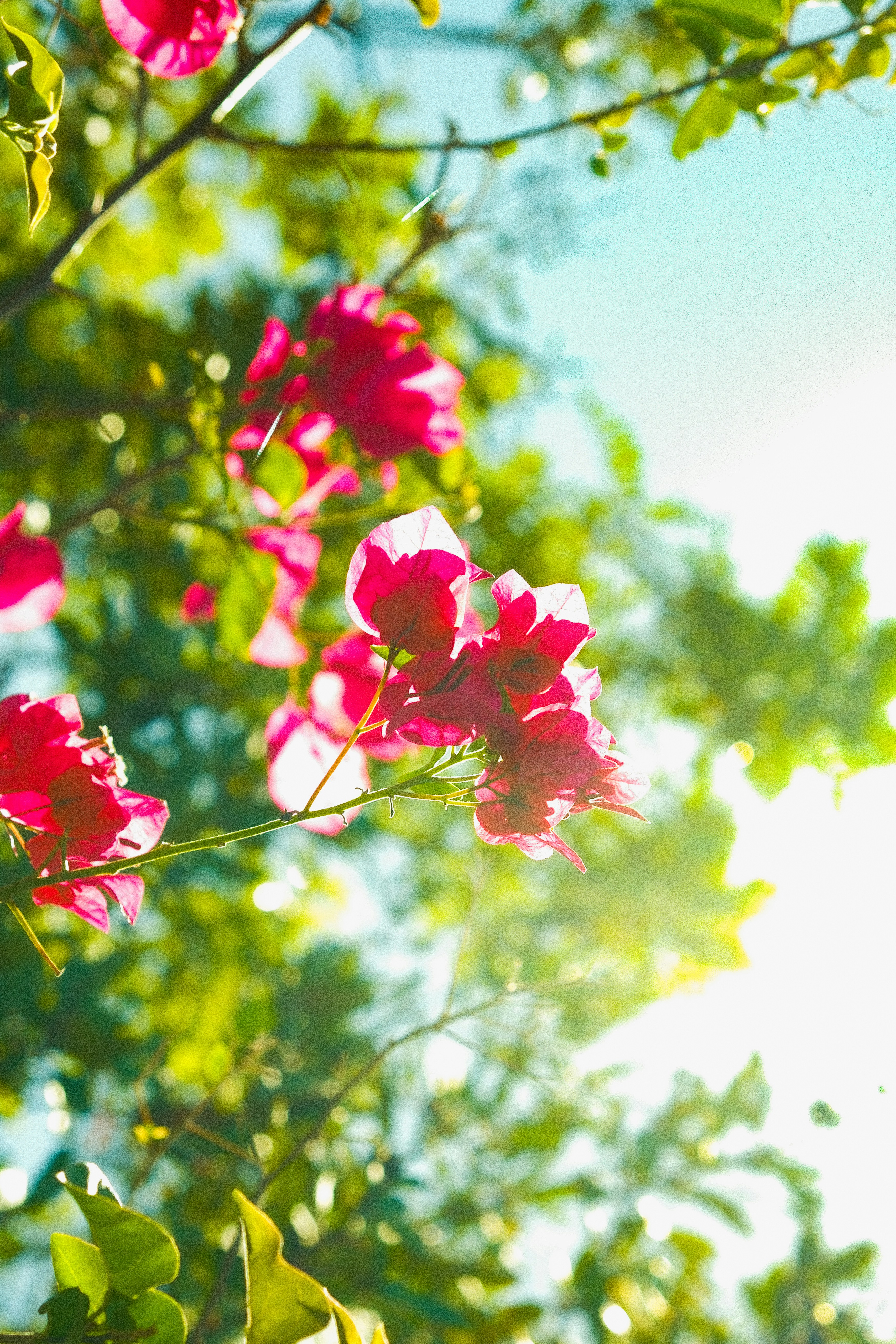 Sunlit Bougainvillea Cascade in Bloom
