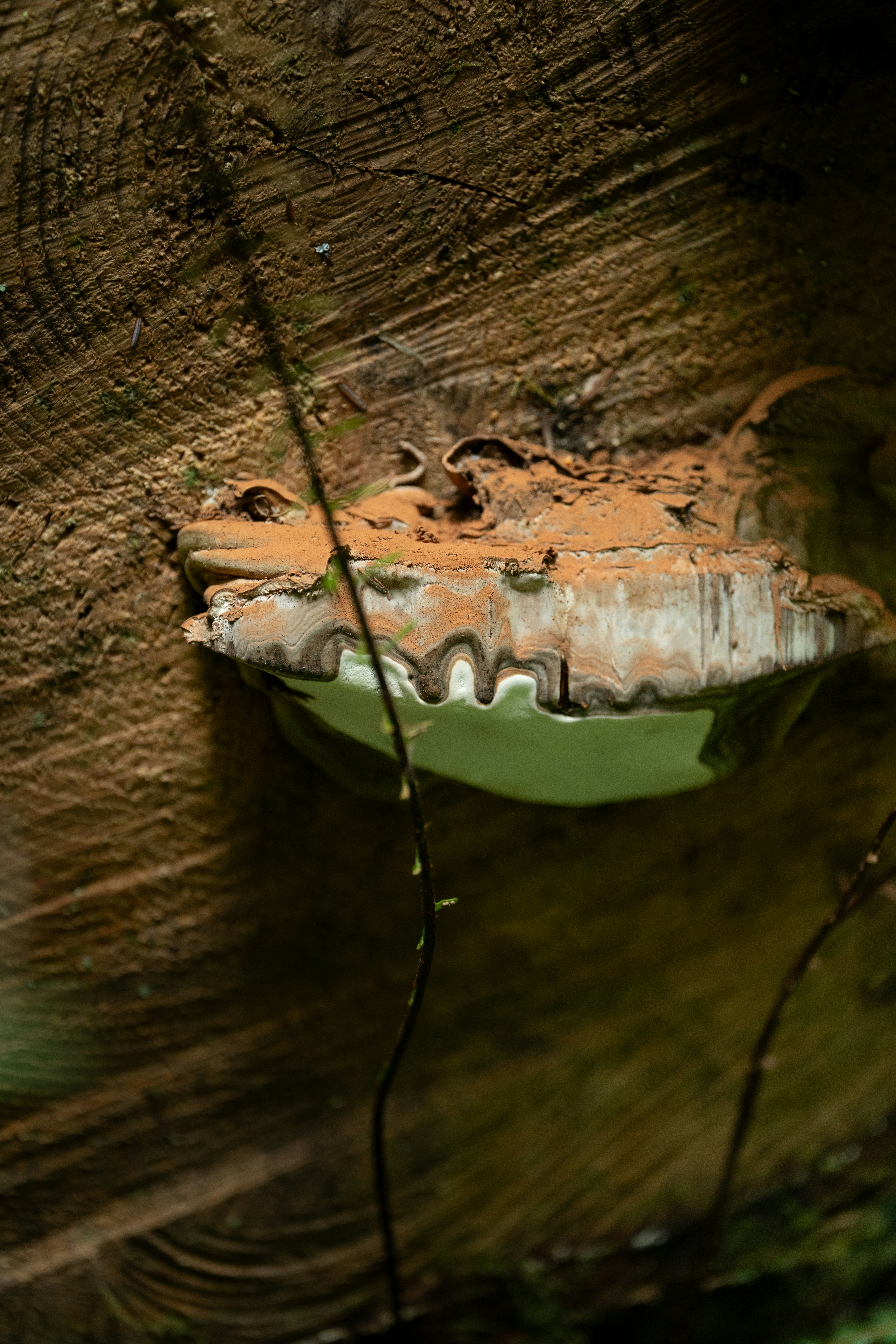 Close-up of a shelf fungus protruding from a rotting log, with moss and vines creating a moody natural texture. The image emphasizes decay and the micro-landscape of the forest floor.