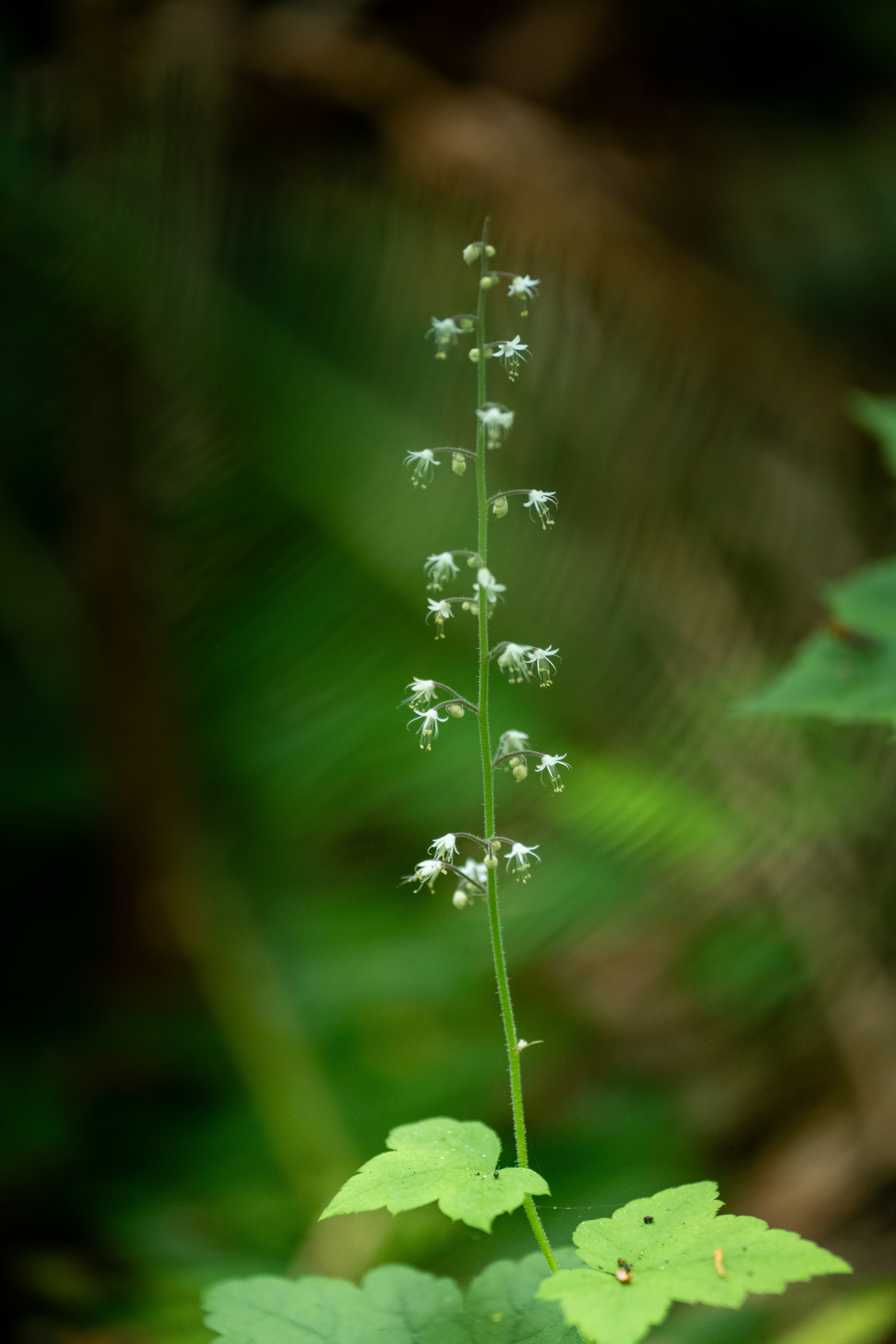 Delicate wildflower spike in a shadowed forest nook