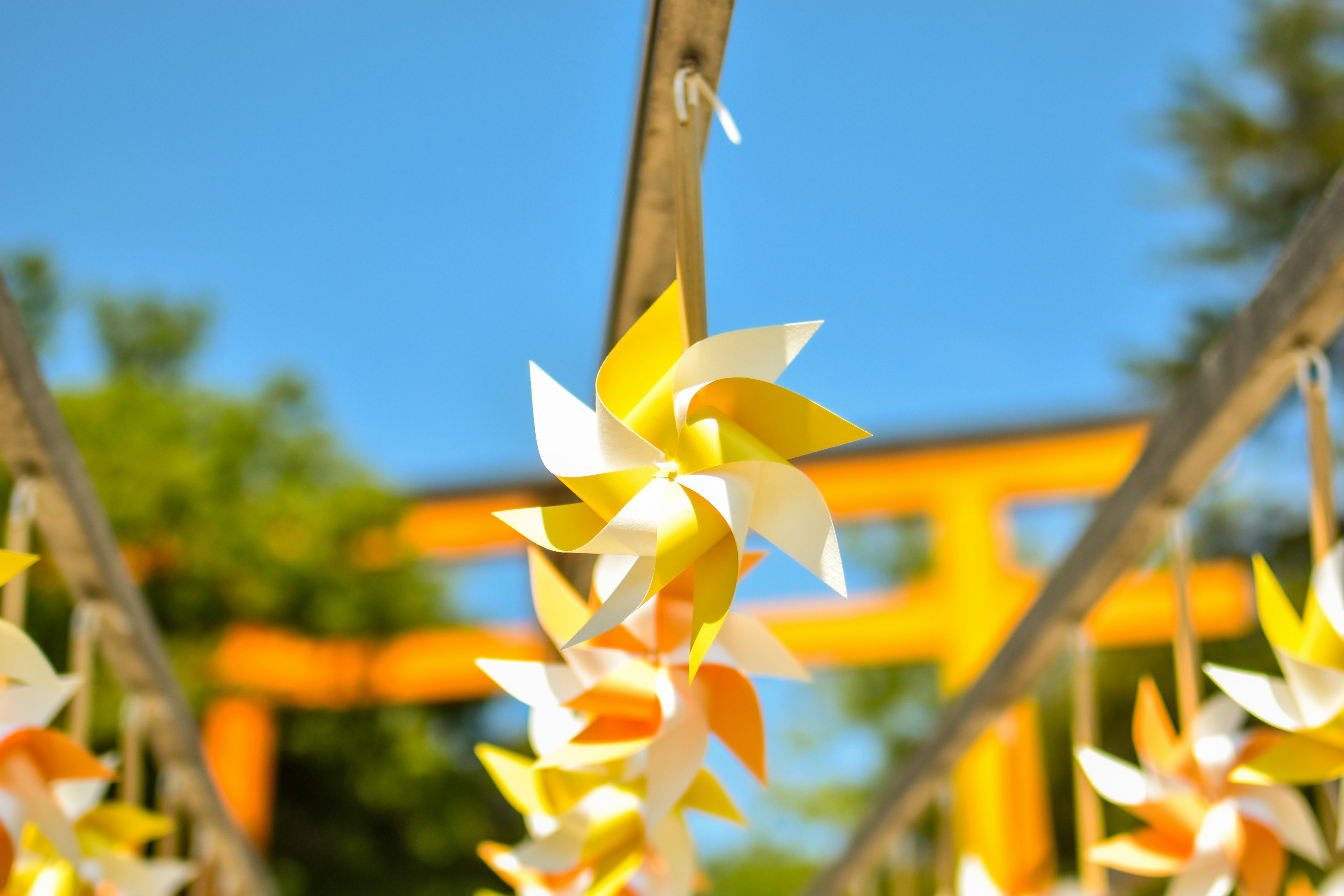 Kinetic Whirls: Yellow-White Pinwheel Bloom Against a Golden Arch