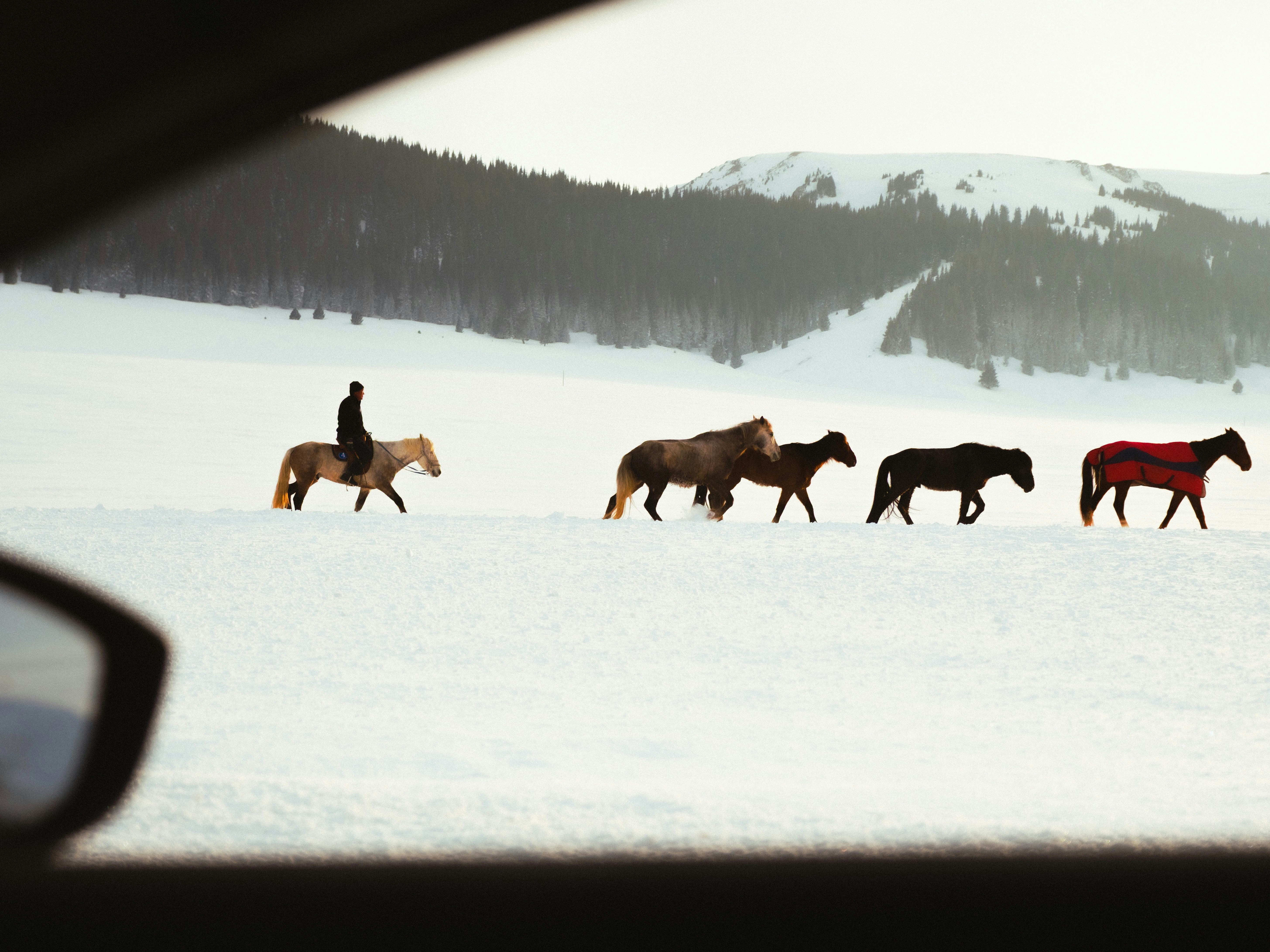 Snowfield Caravan: Horses Crossing a Polar Plain