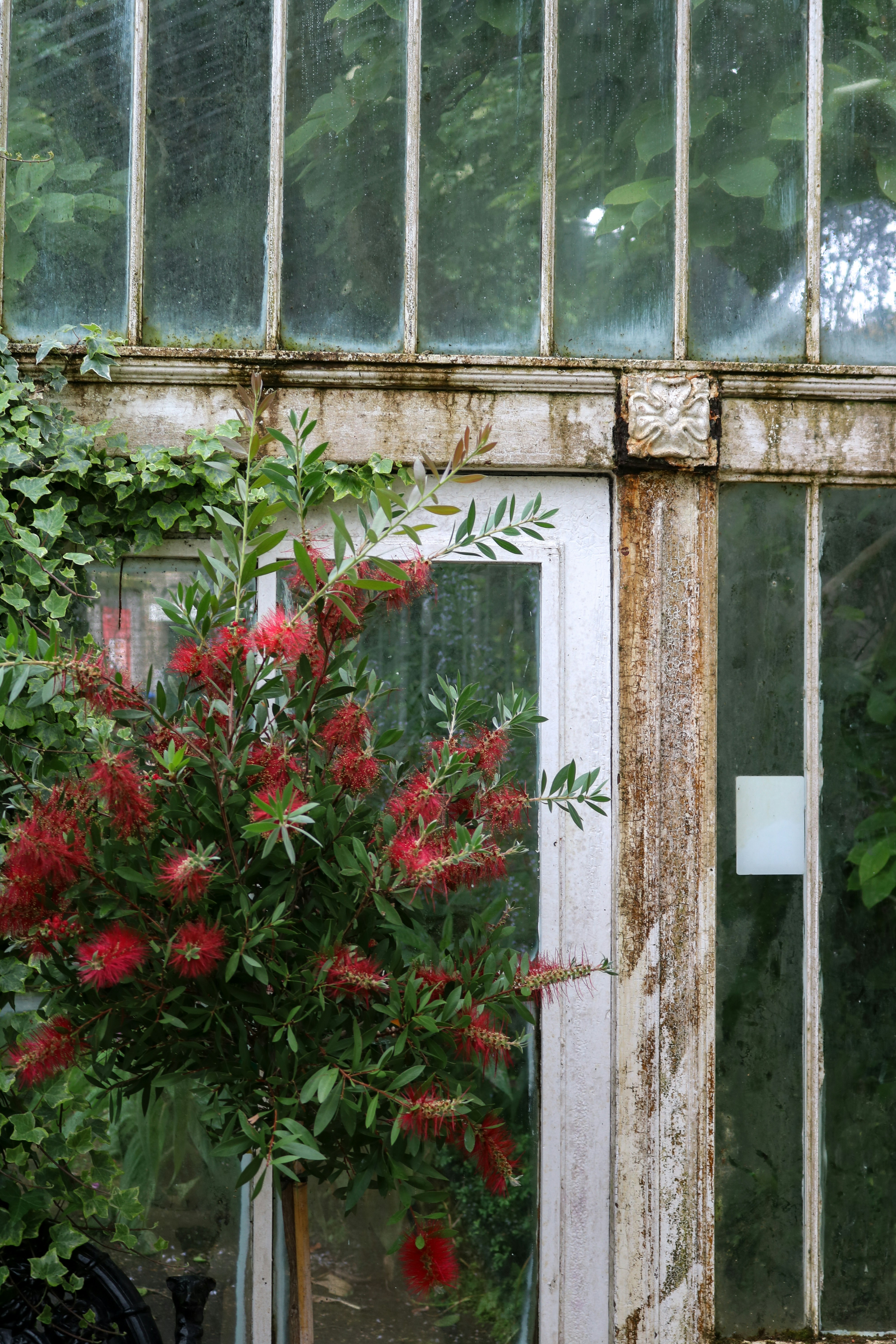 Emerging Life Against Weathered Glass and Moss