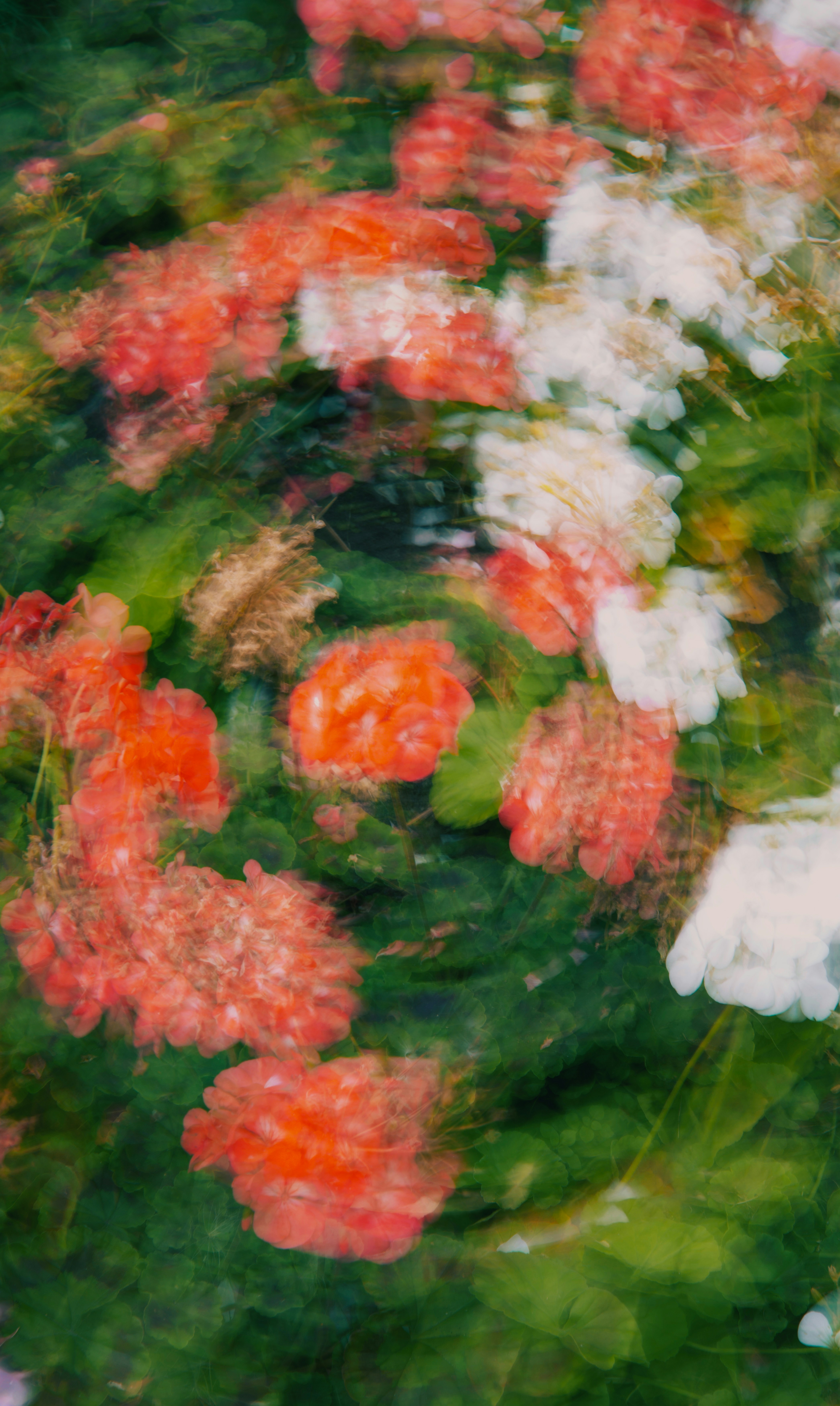 Blossoms in a Blur: Abstract Garden in Motion
