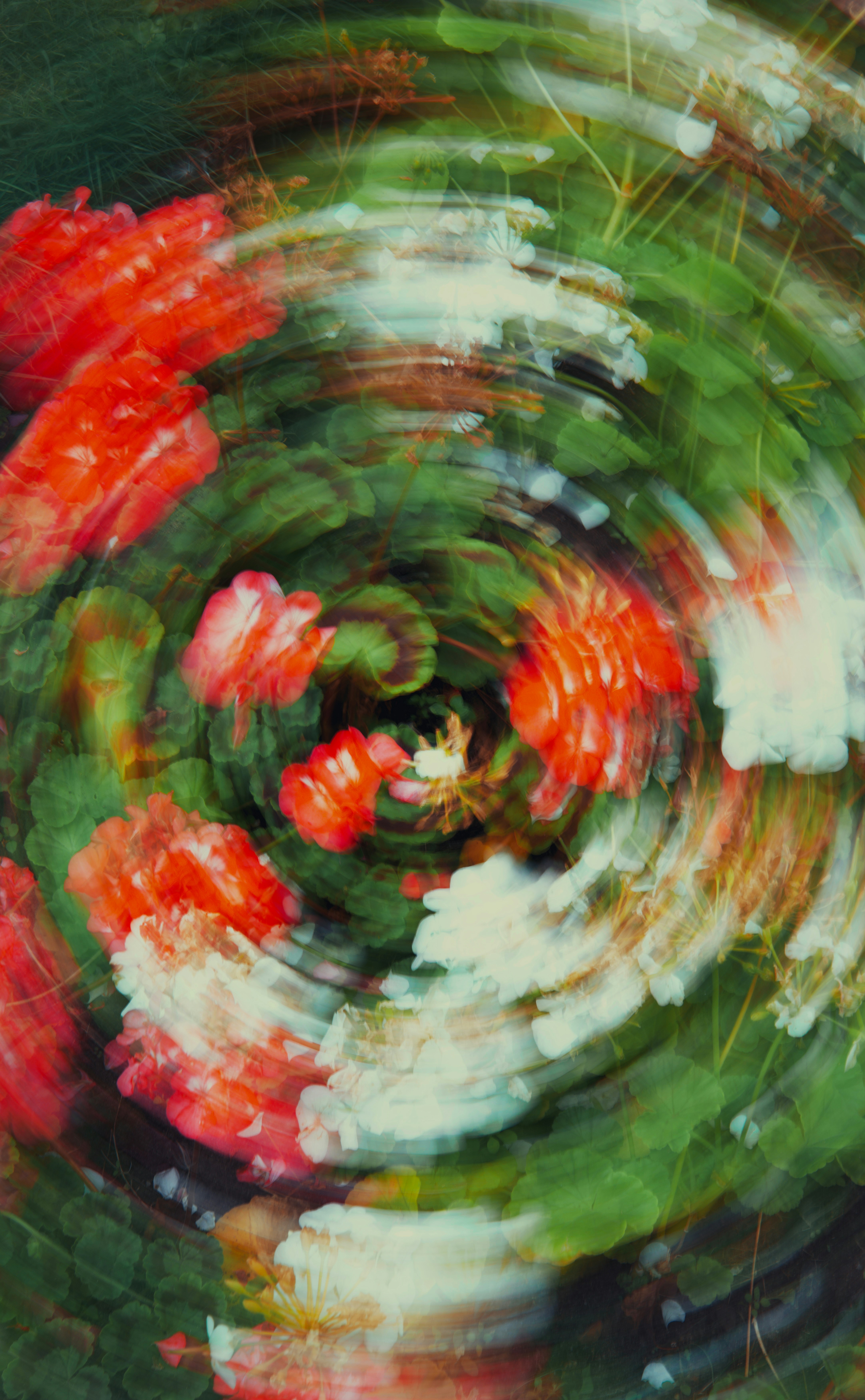Spiral Bloom: A Robe of Roses in a Blurred Bloom