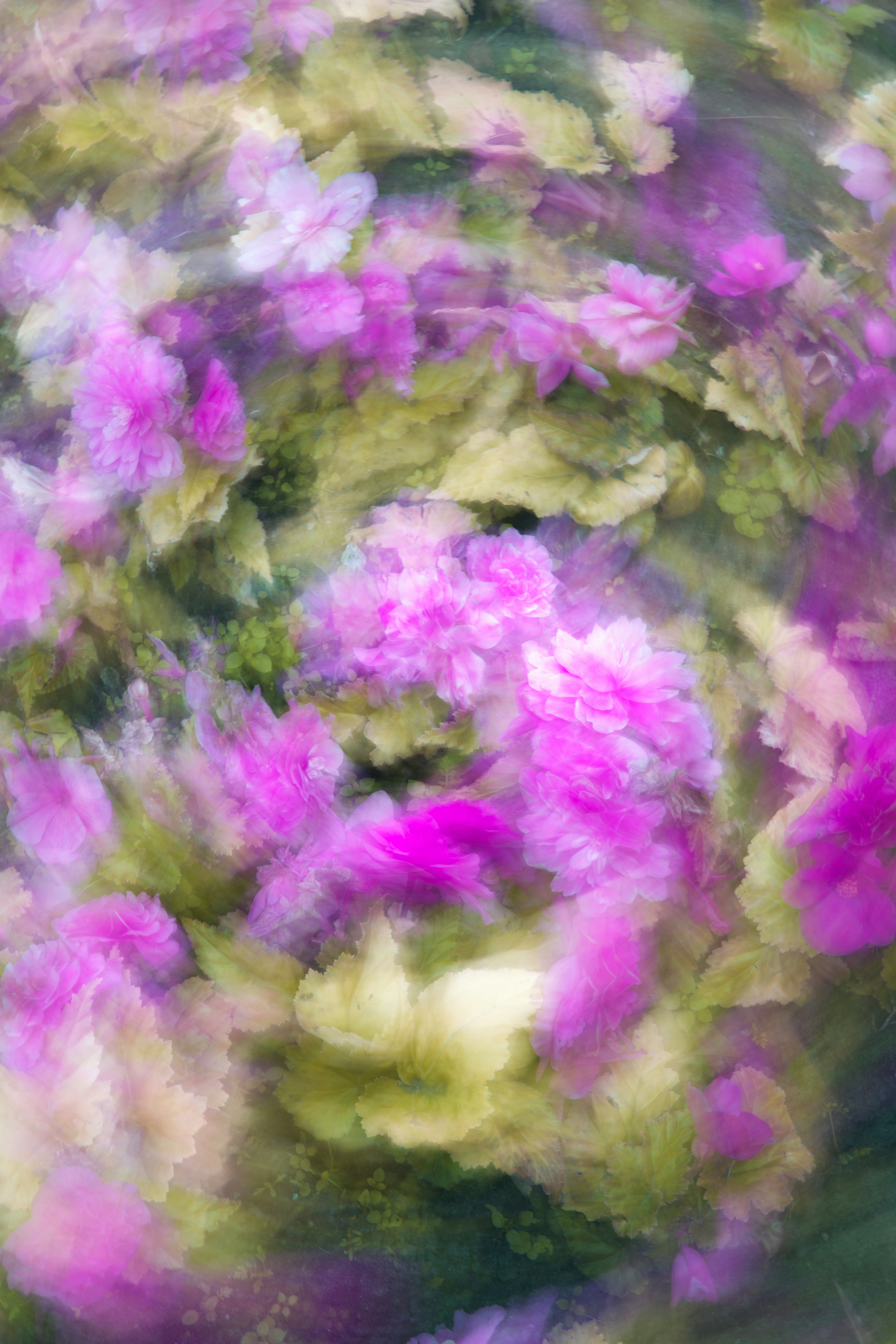 Blossoms in a Soft Blur: Pink Petals Through a Dreamy Lens