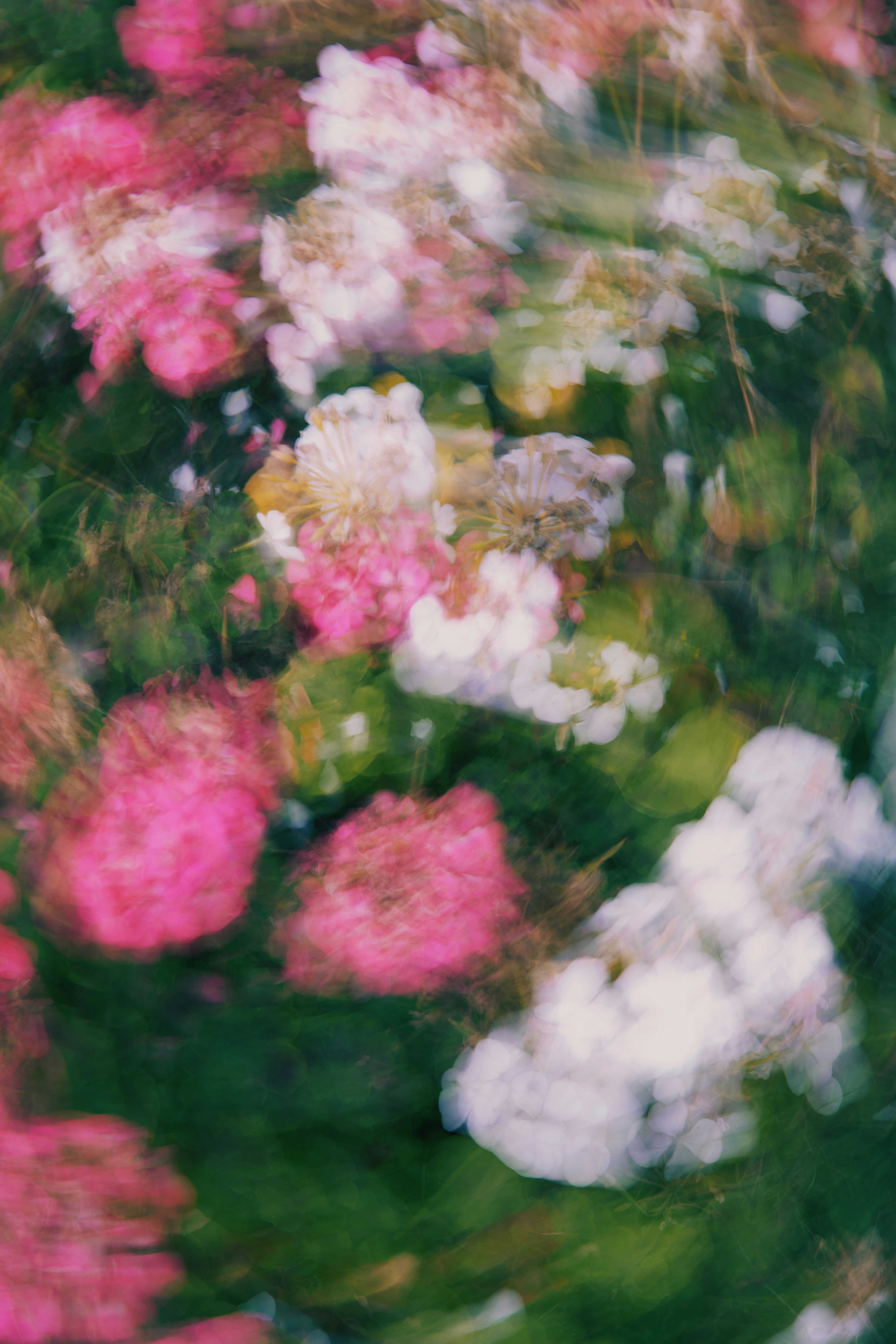 Soft Bloom Blur: A Dreamy Garden in Motion