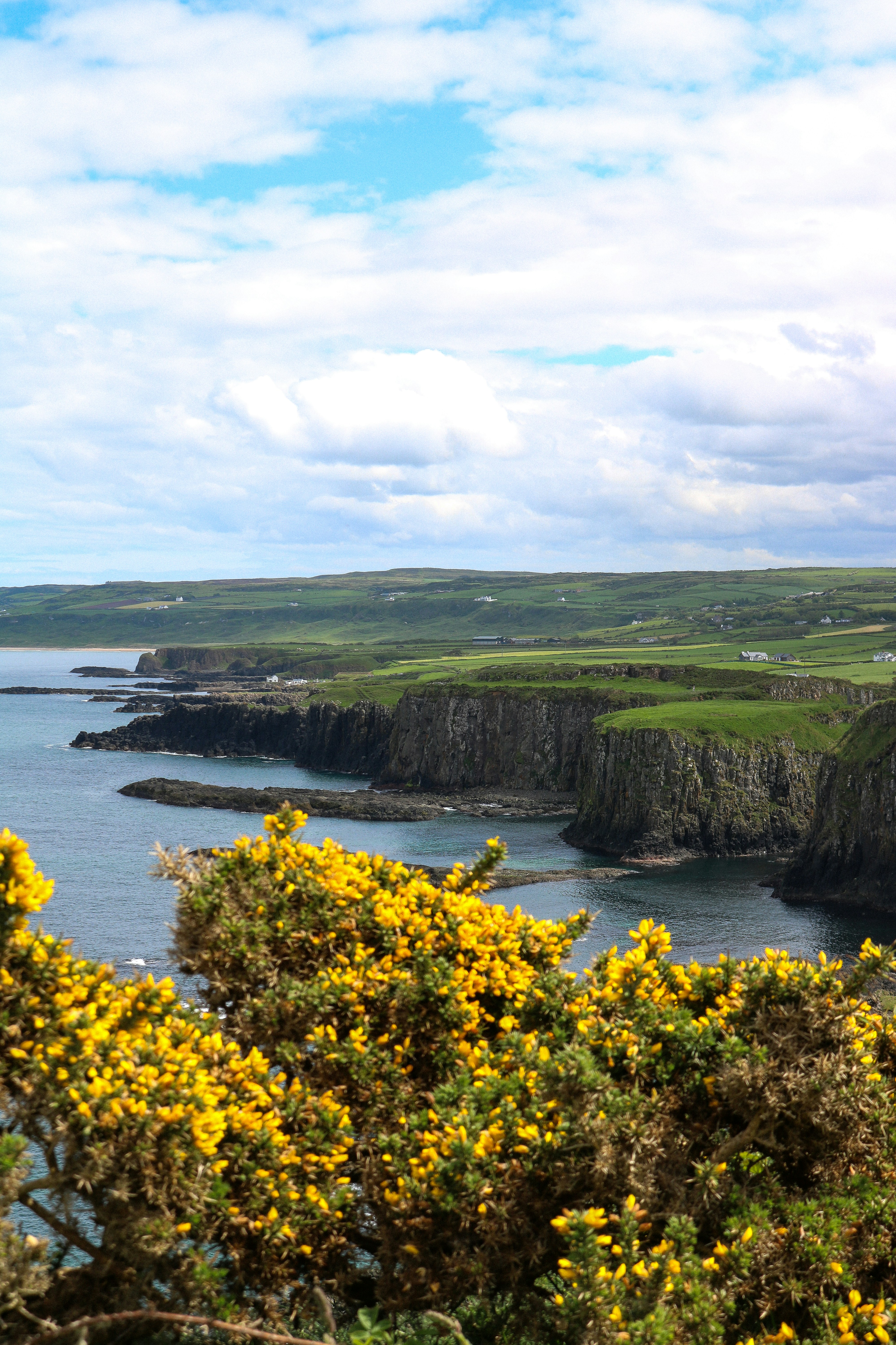 Golden Coastal Gorse: Cliffside Bloom Against Aopen Sky