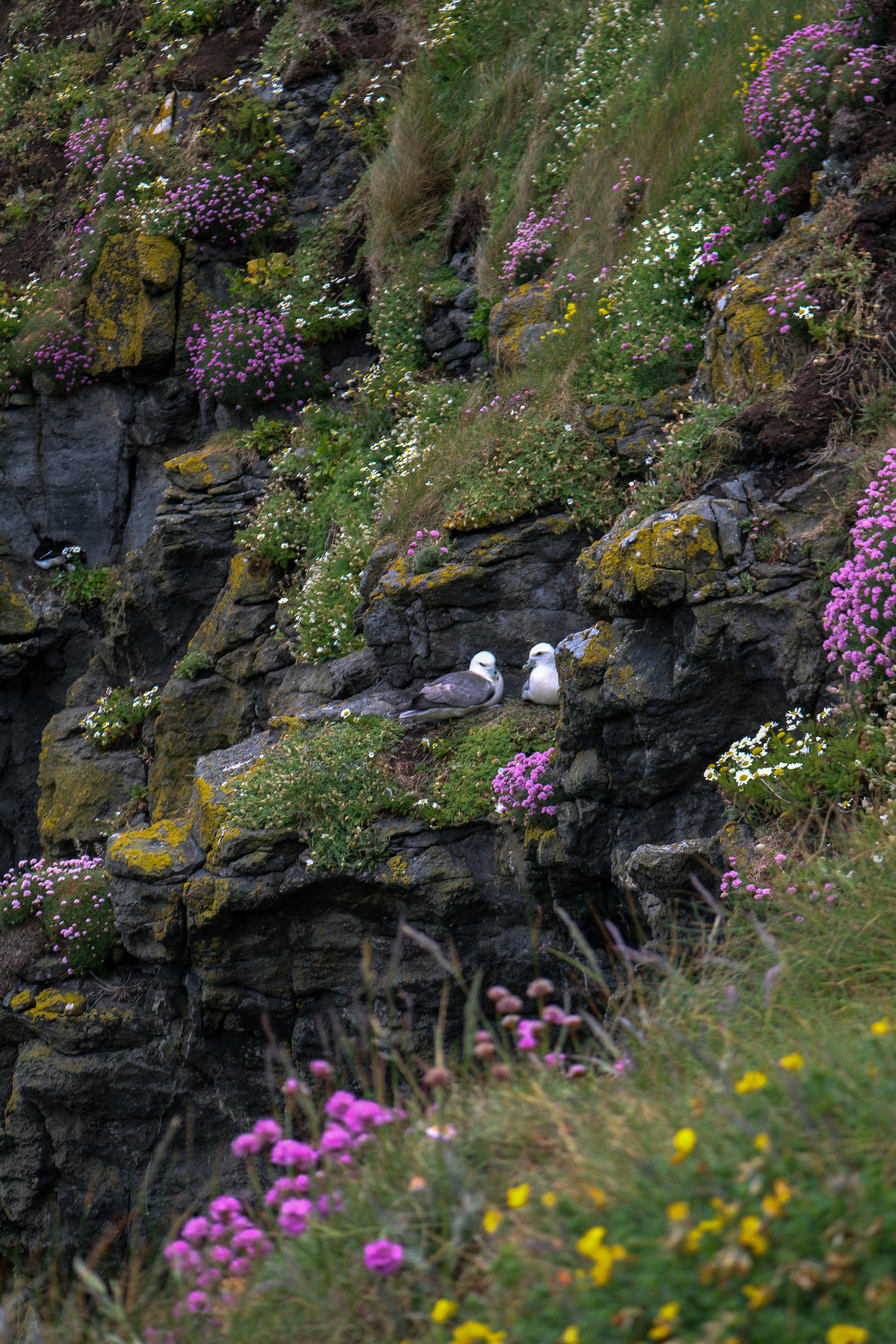 Seabird Rest on Mossy Cliff Amid Floral Cliffs