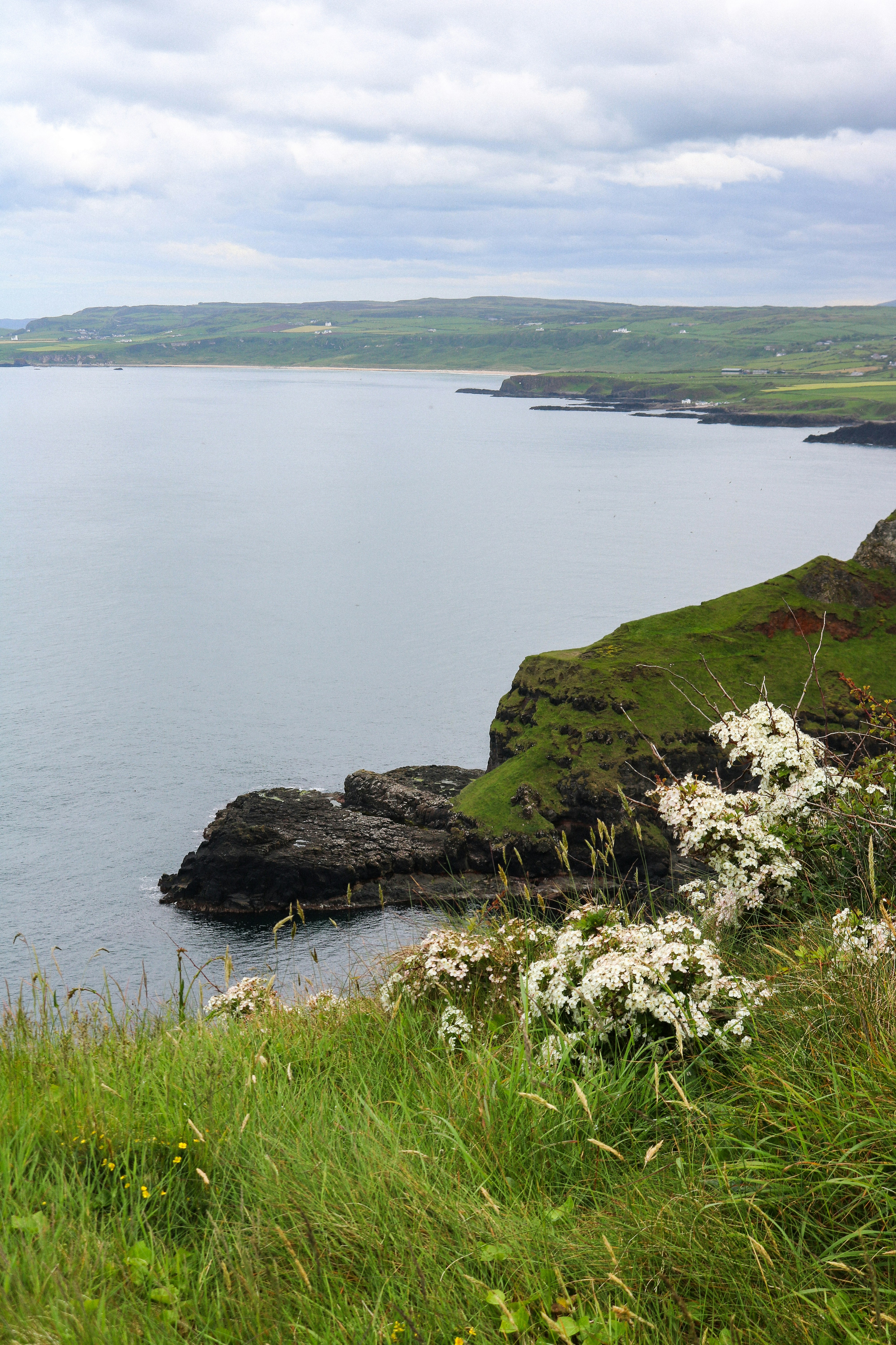 Cliffside Bloom: Wildflowers against a Tidal Veil