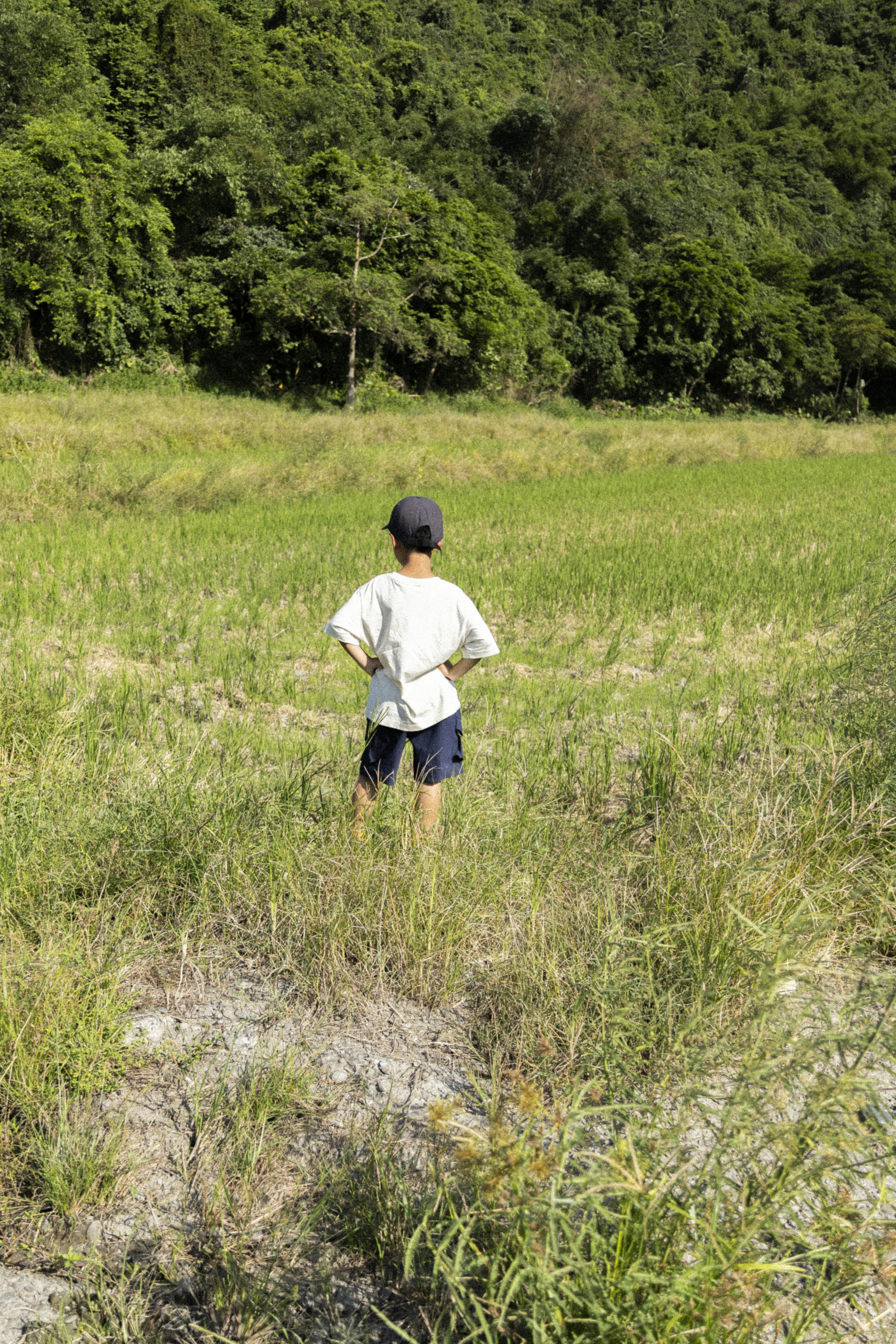 Child in a Sunlit Field: Quiet Boundary Between Grass and Forest