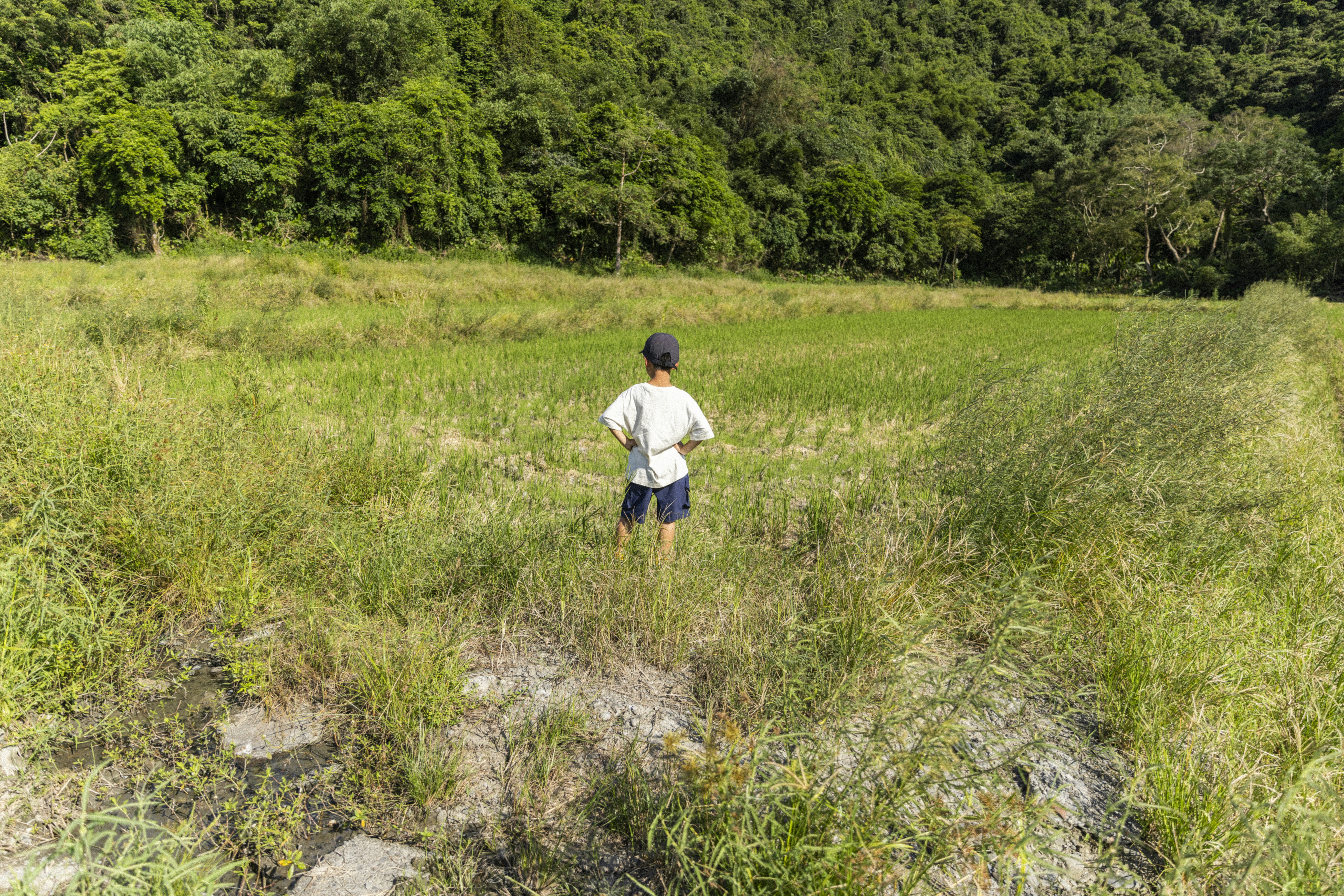 Child Standing Amid Tall Grass Seeks the Open Field