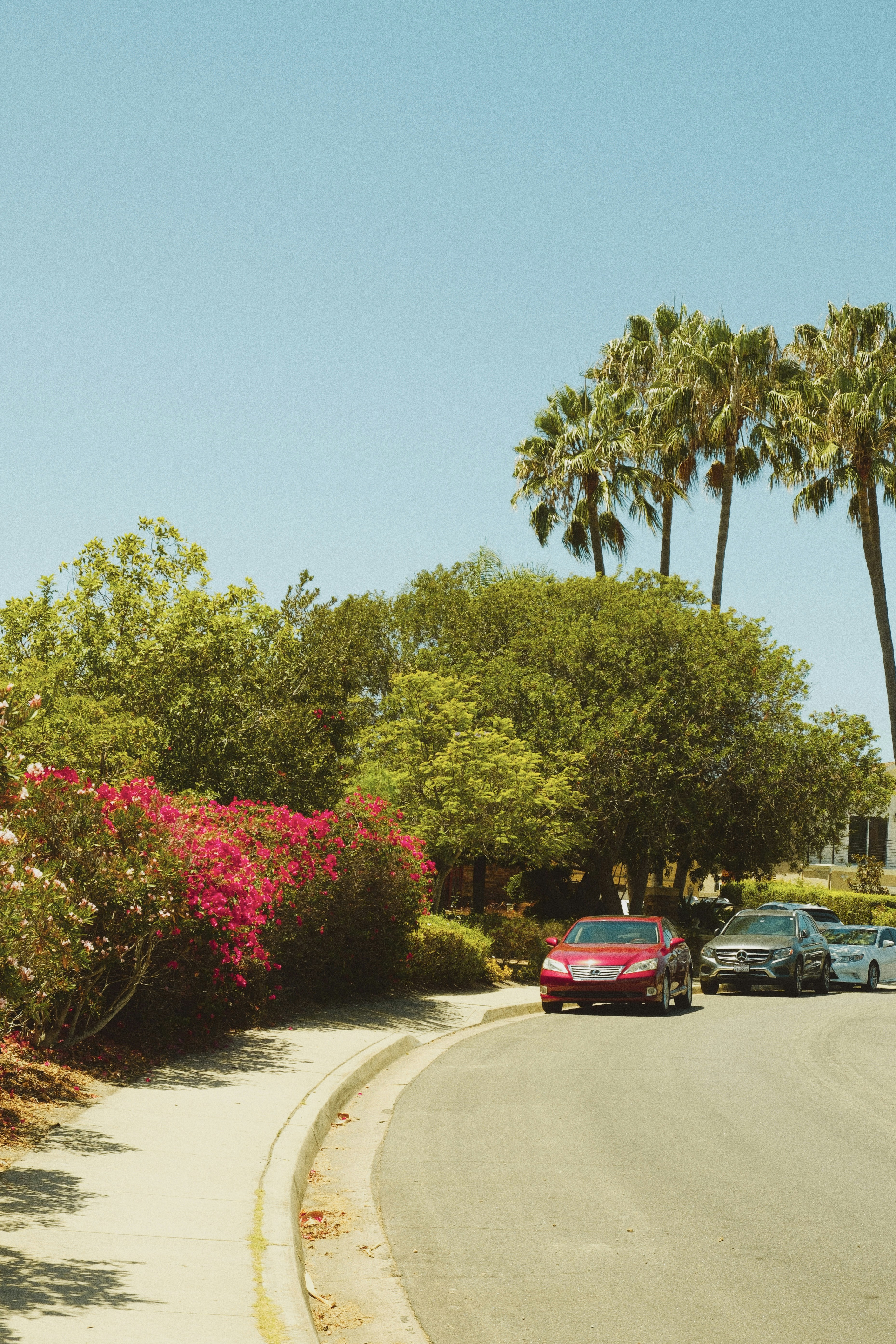 Sunny Suburban Driveway Framed by Bougainvillea and Palm Trees