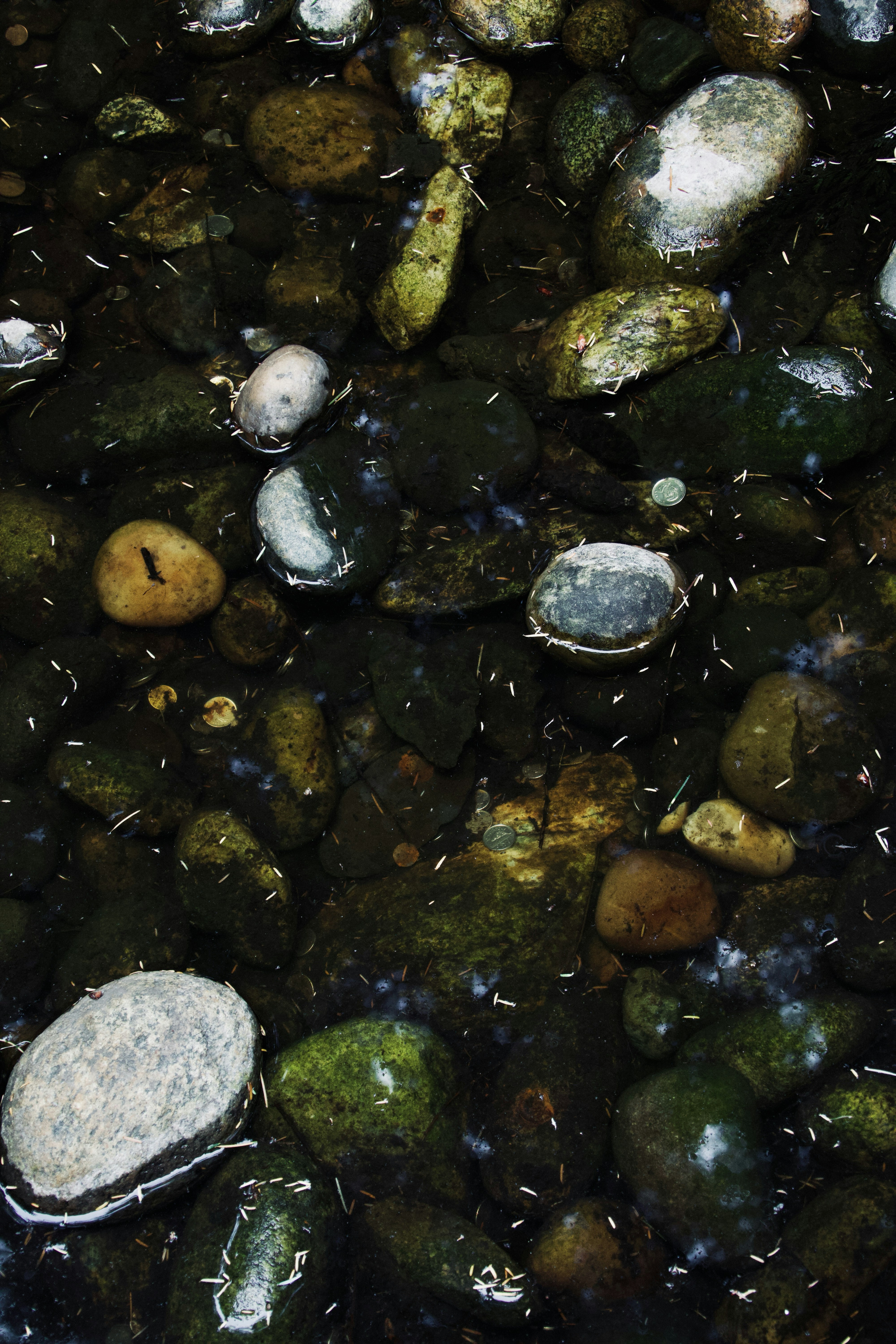 Moonlit Pebble Mosaic in Quiet Wetland