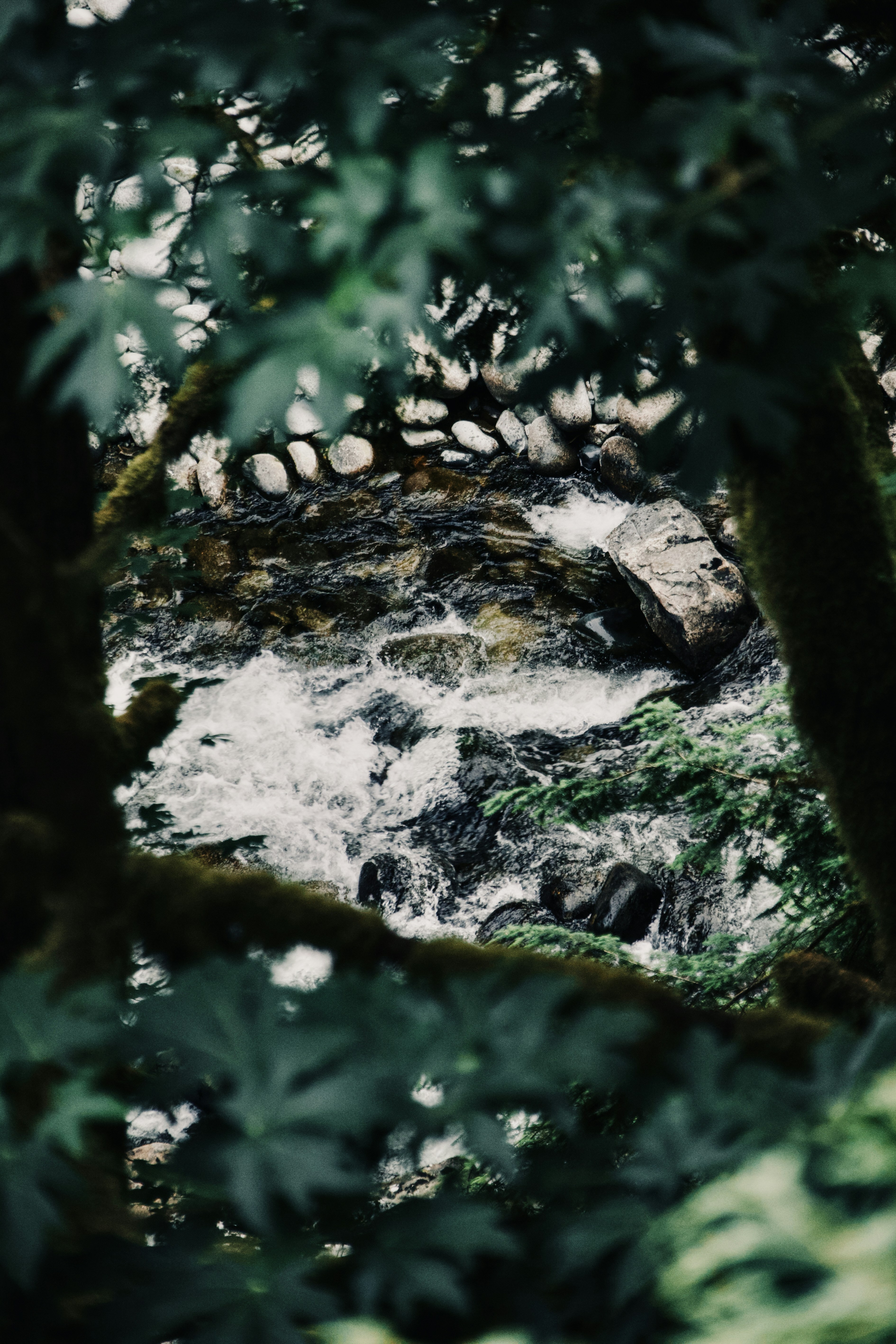Hidden Cascade Through a Green Cathedral