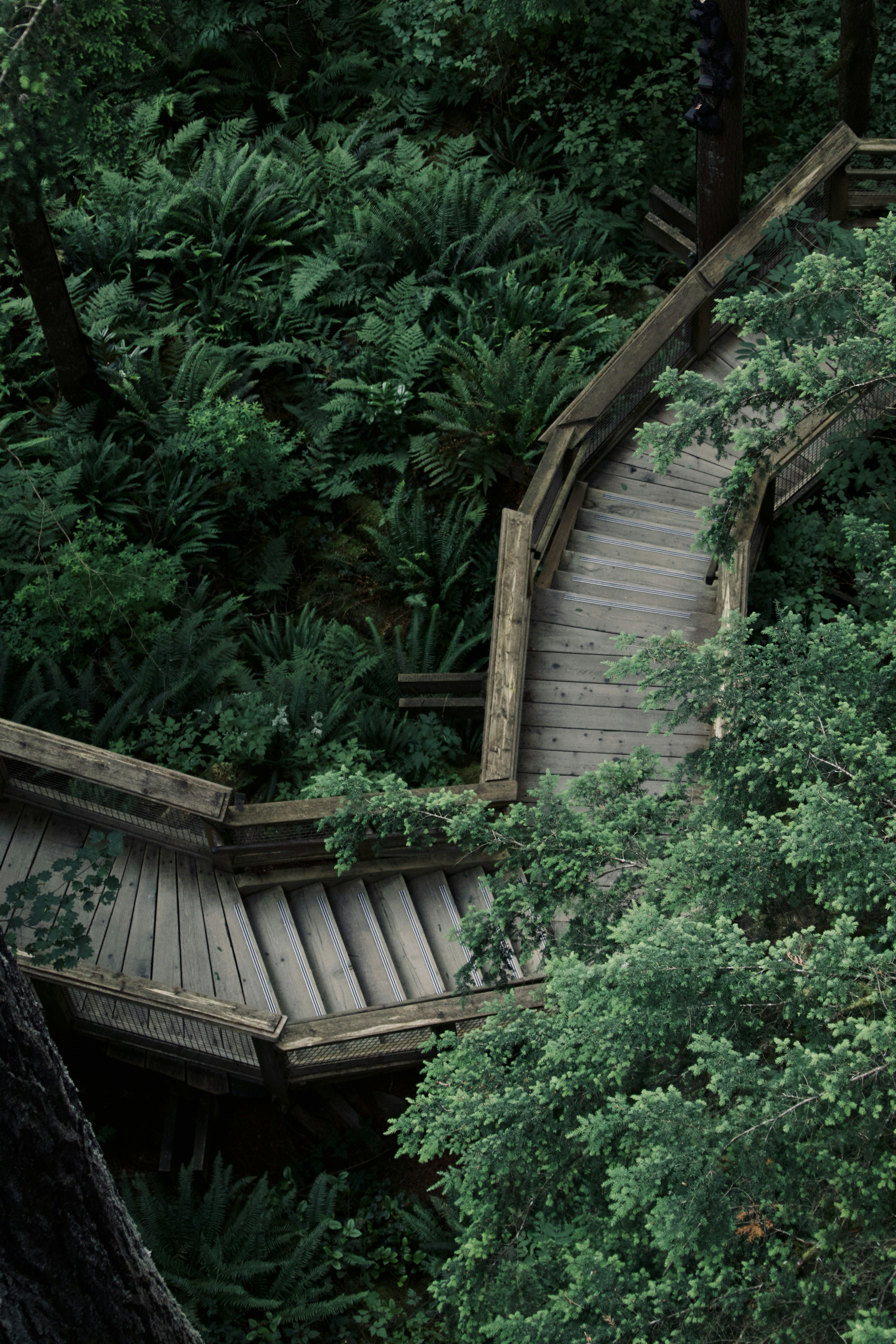 Elevated Forest Stairway: Wooden Path through Dense Ferns