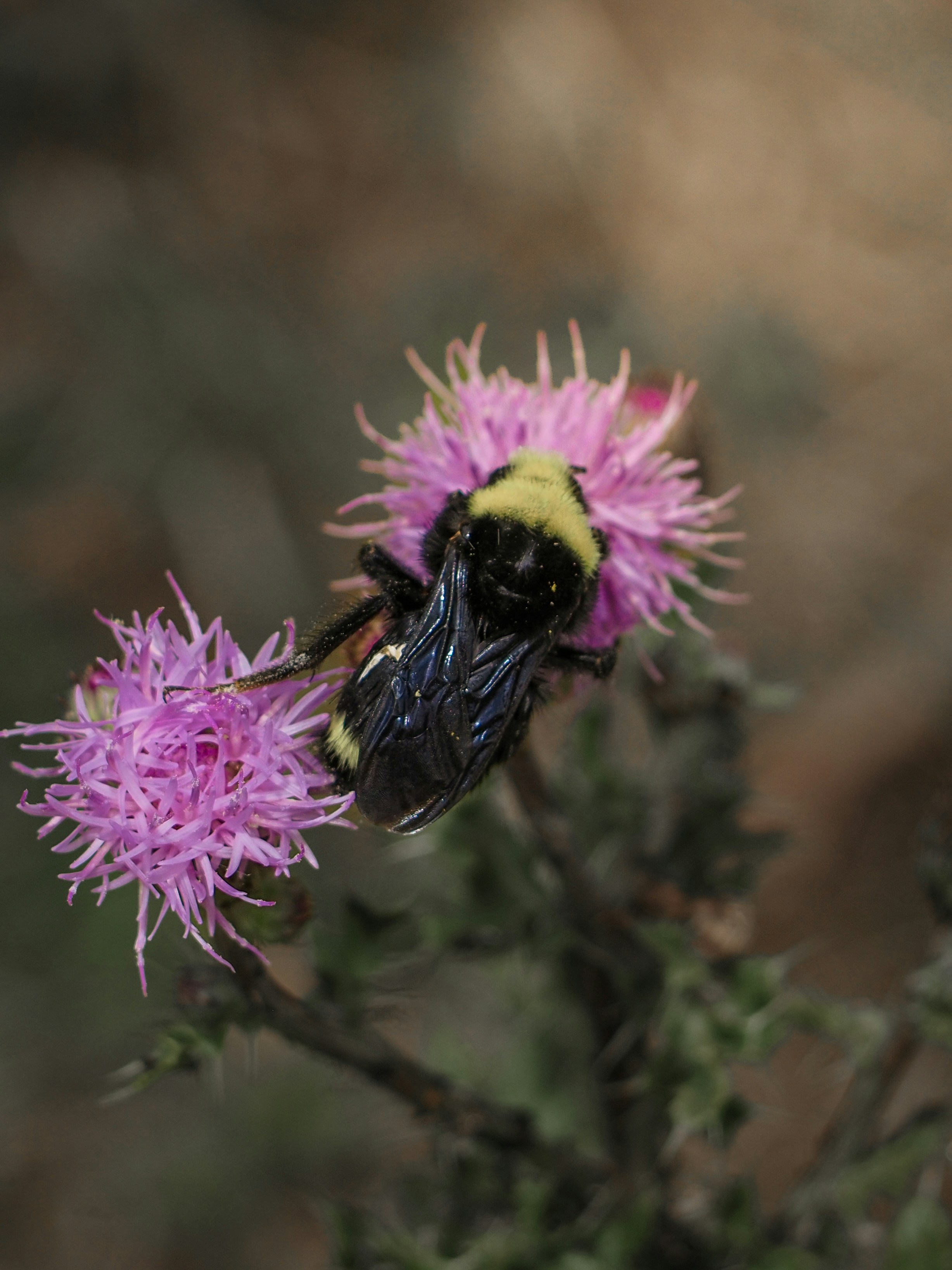 A bumblebee clings to vibrant pink thistle flowers, capturing a close-up moment of pollination and natural texture. A nature macro showcasing delicate petals and fuzzy body against a softly blurred background.