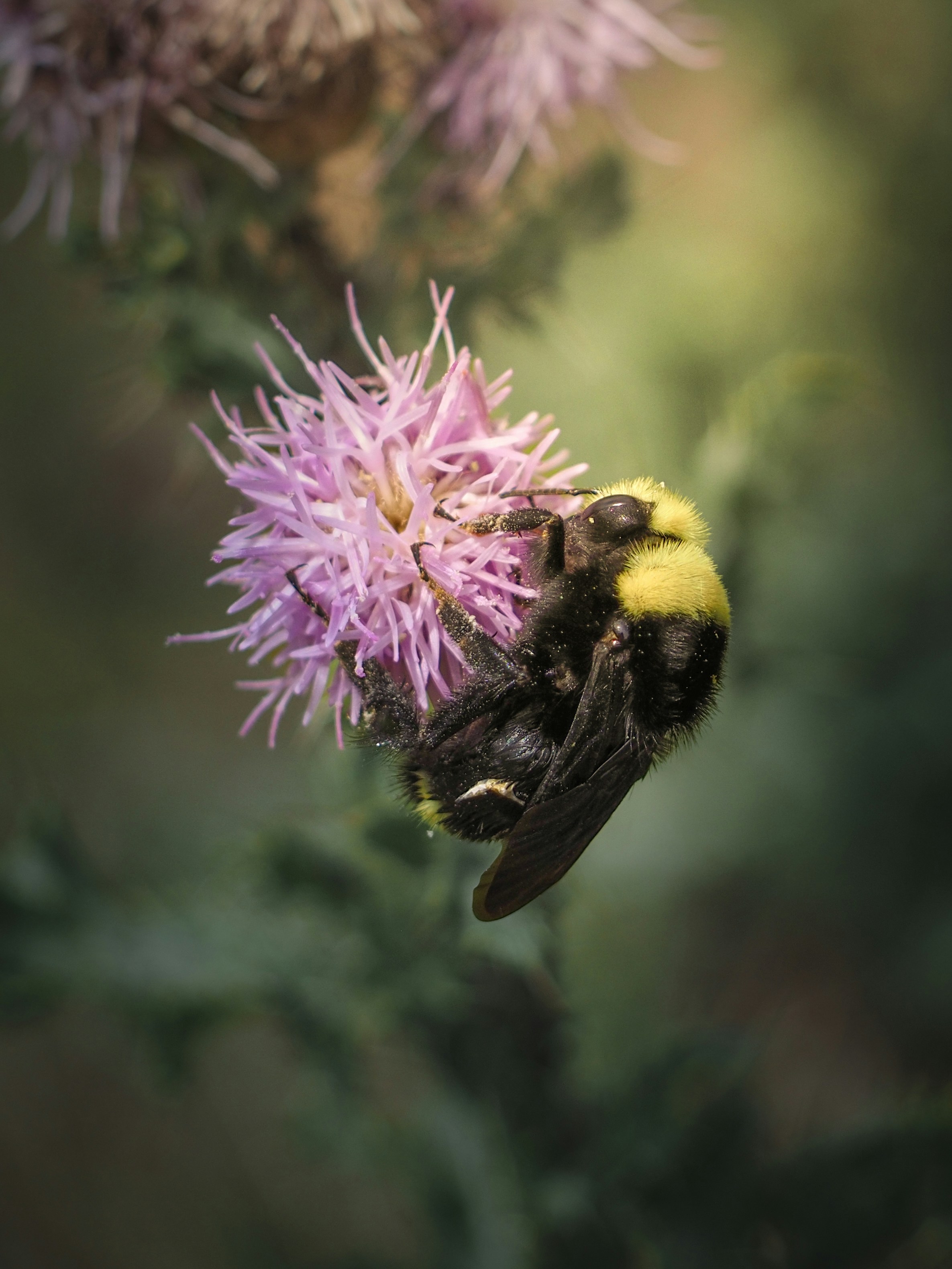 Bumble Bee pollinating a pink clover.