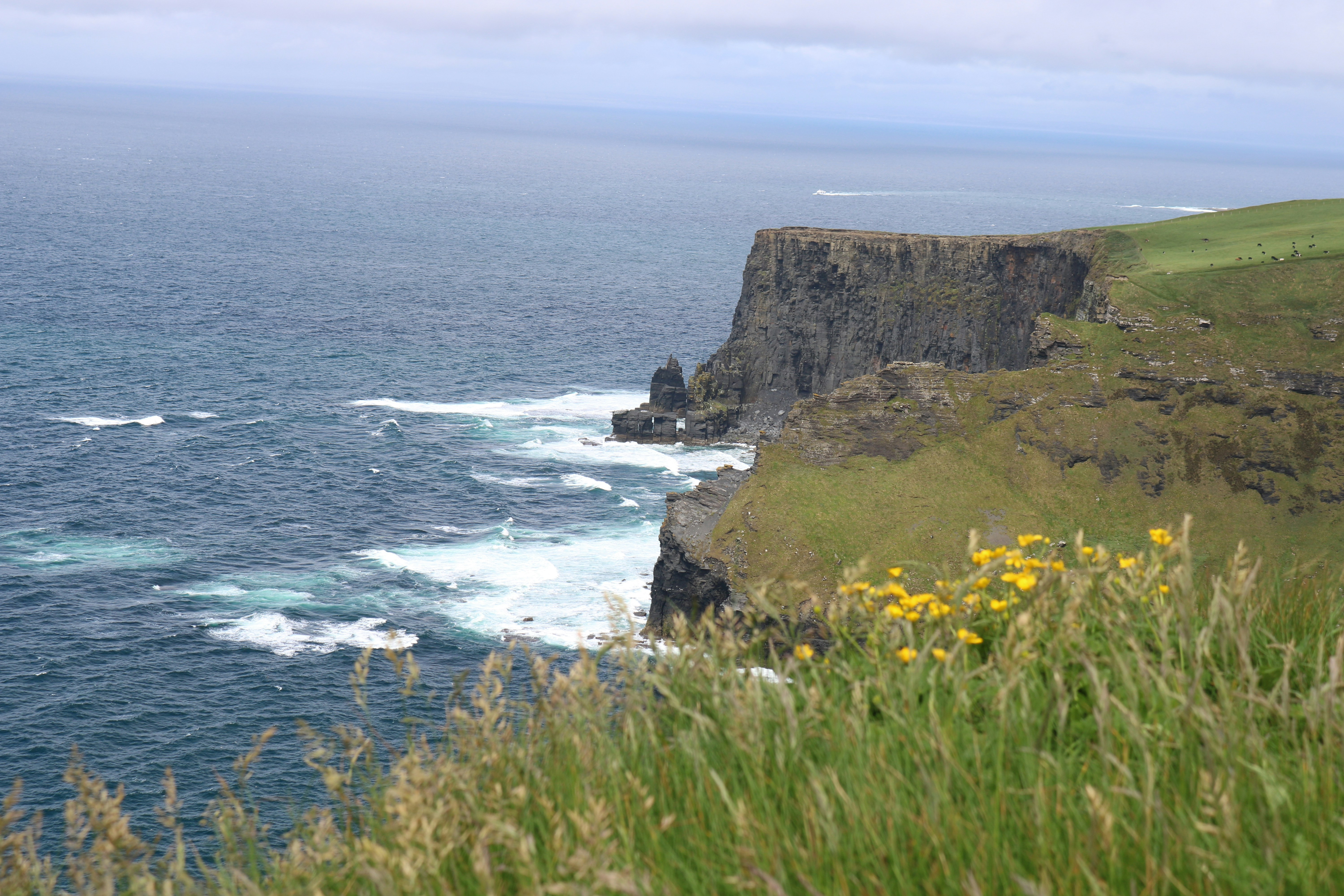 Cliffside Crest: Wildflowers Overlooking the Atlantic