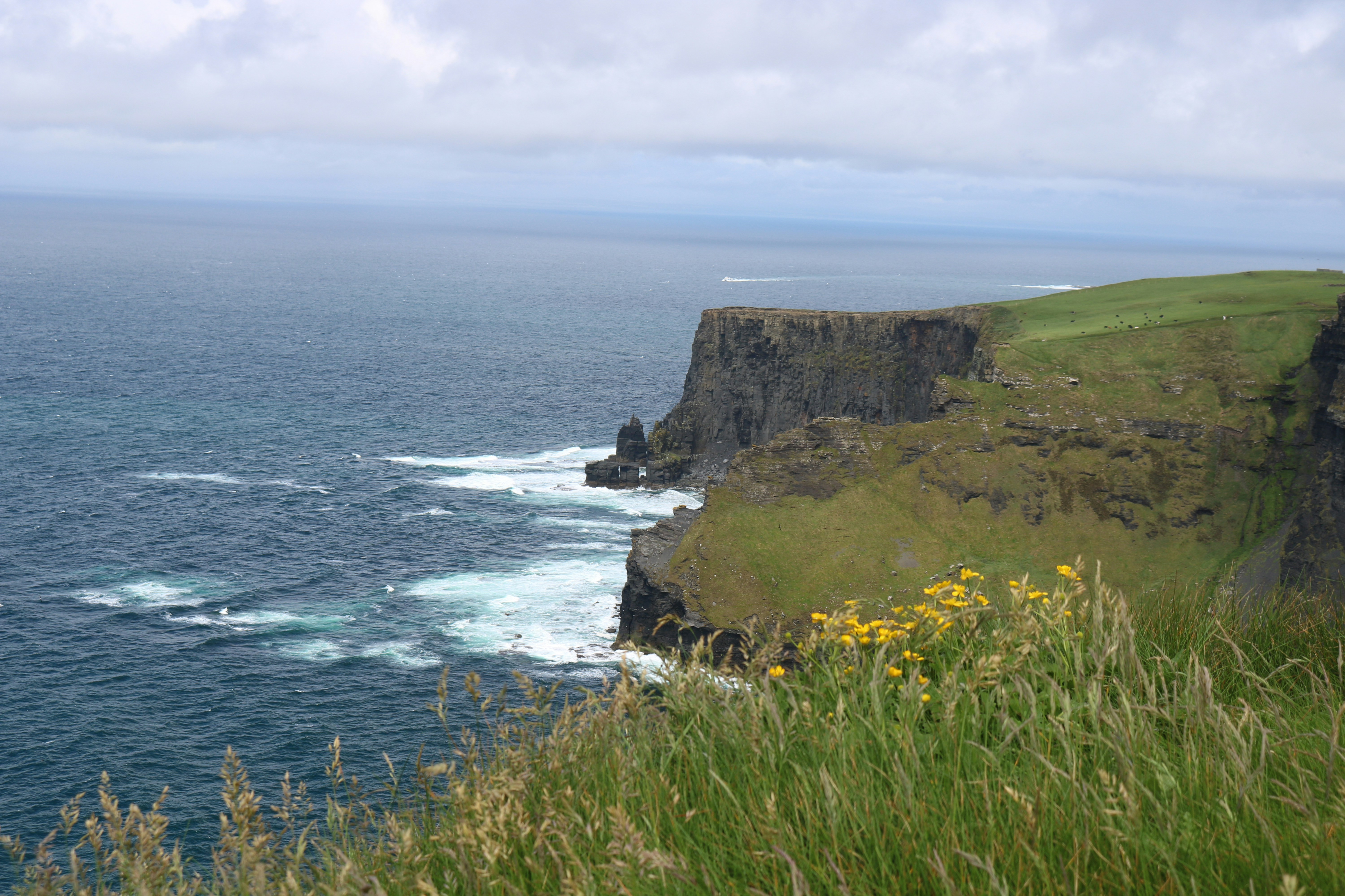 Cliff Edge Vista: Wild Grass and Ocean Spray