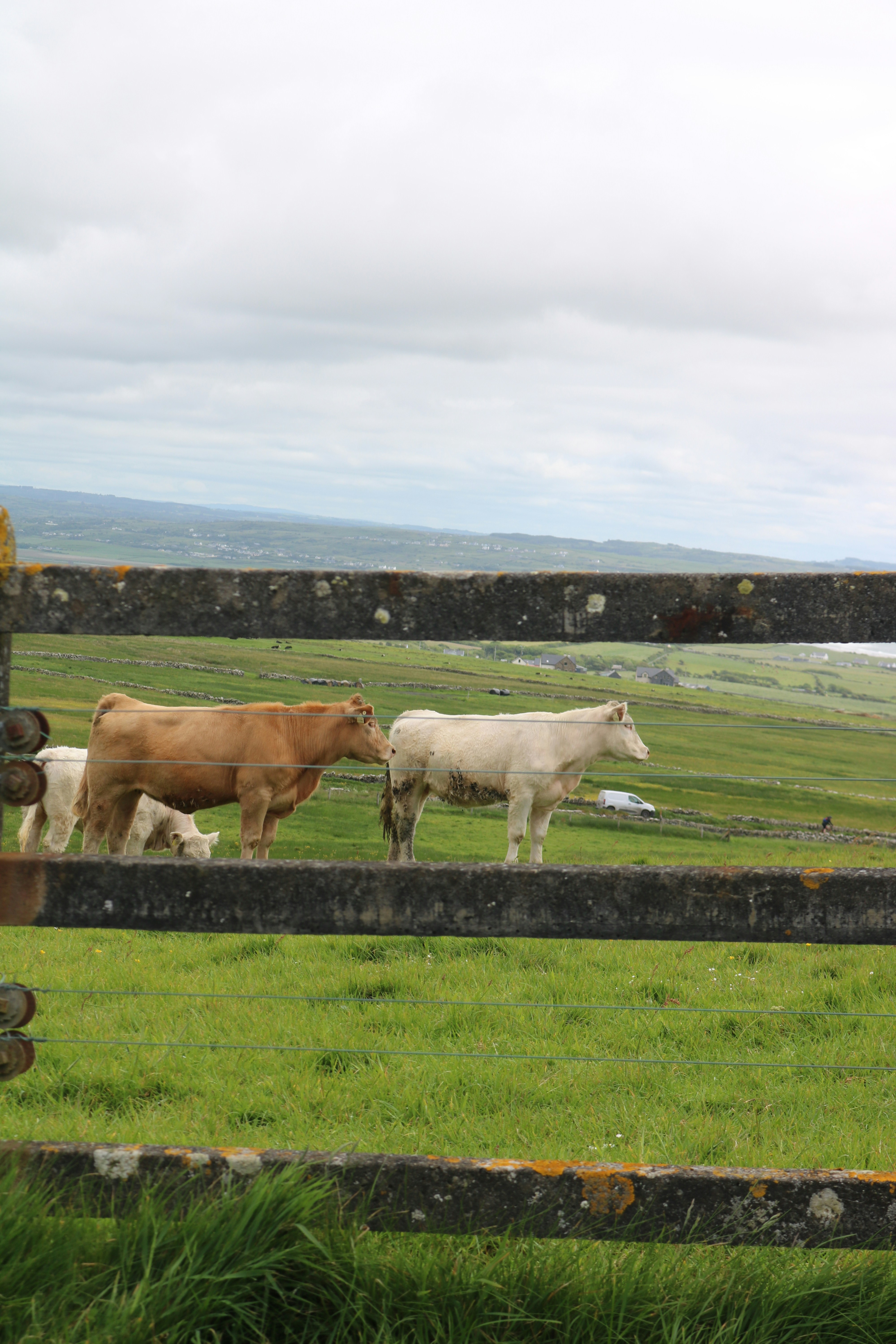 Pasture fence in the breeze: cows grazing beyond weathered rails
