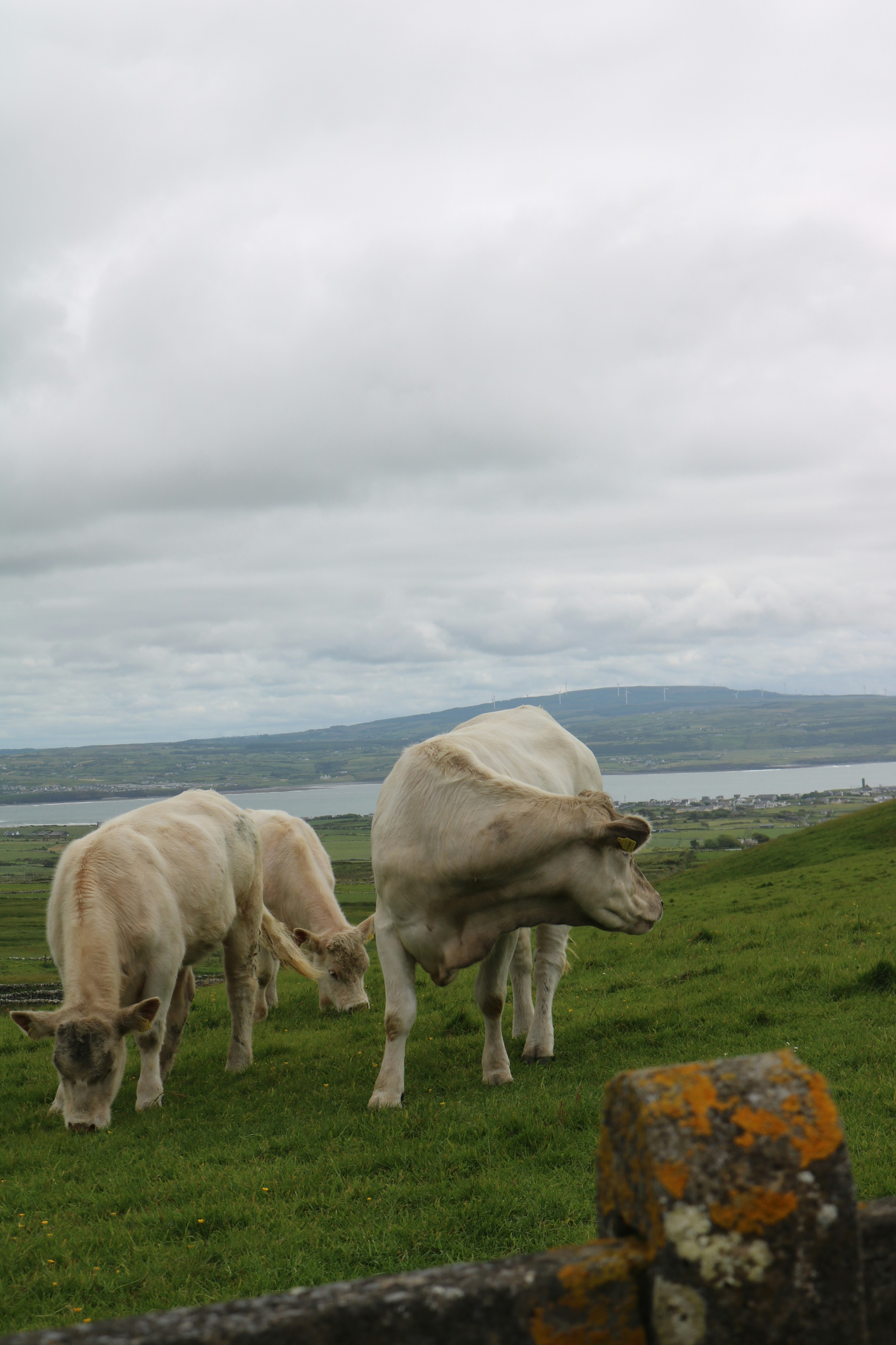 Pasture Portrait: Cattle Grazing Beneath Wide Scottish Skies