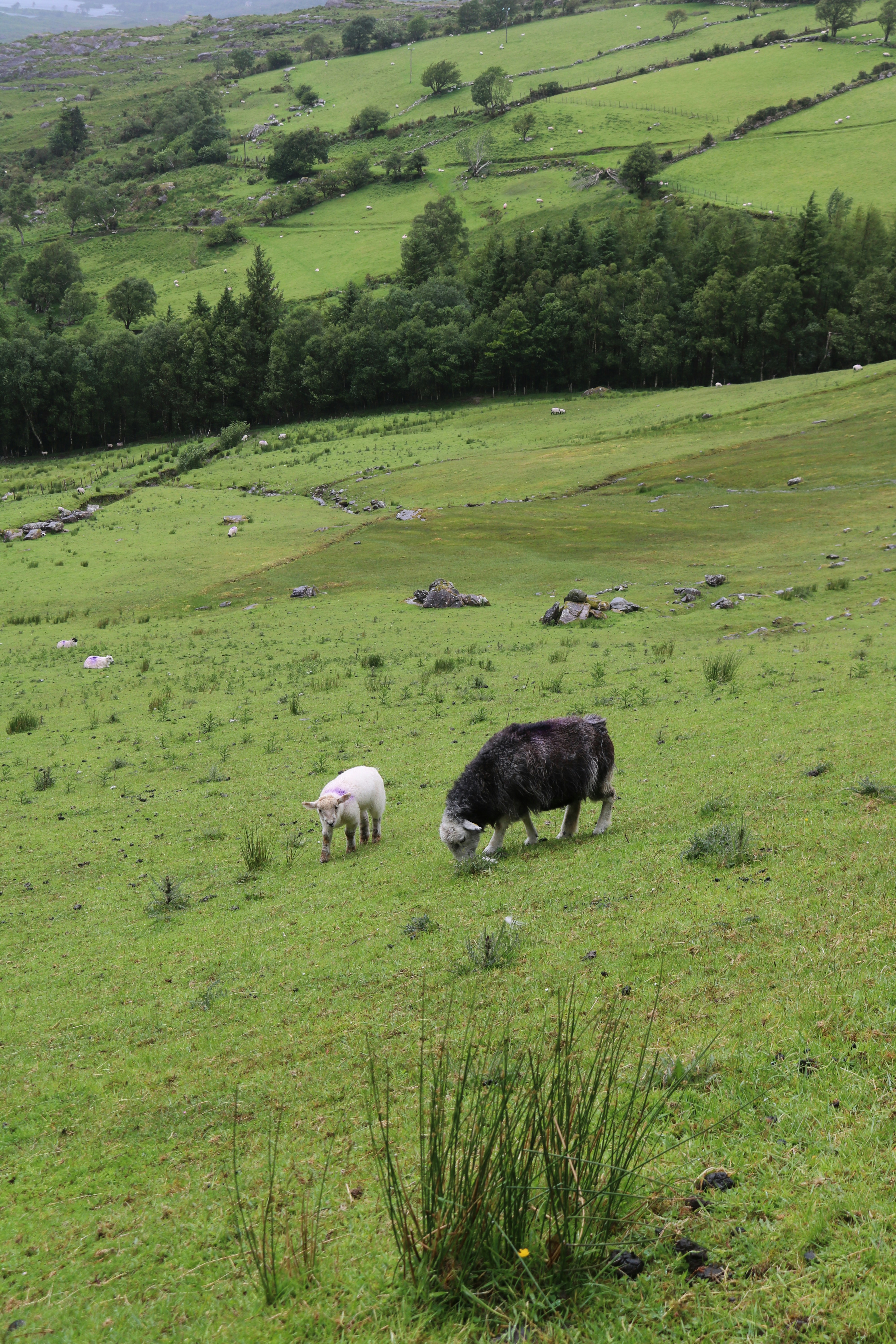Grazing Quiet: A Black and White-Inspeckled Ridge and the Pair in a Green Field