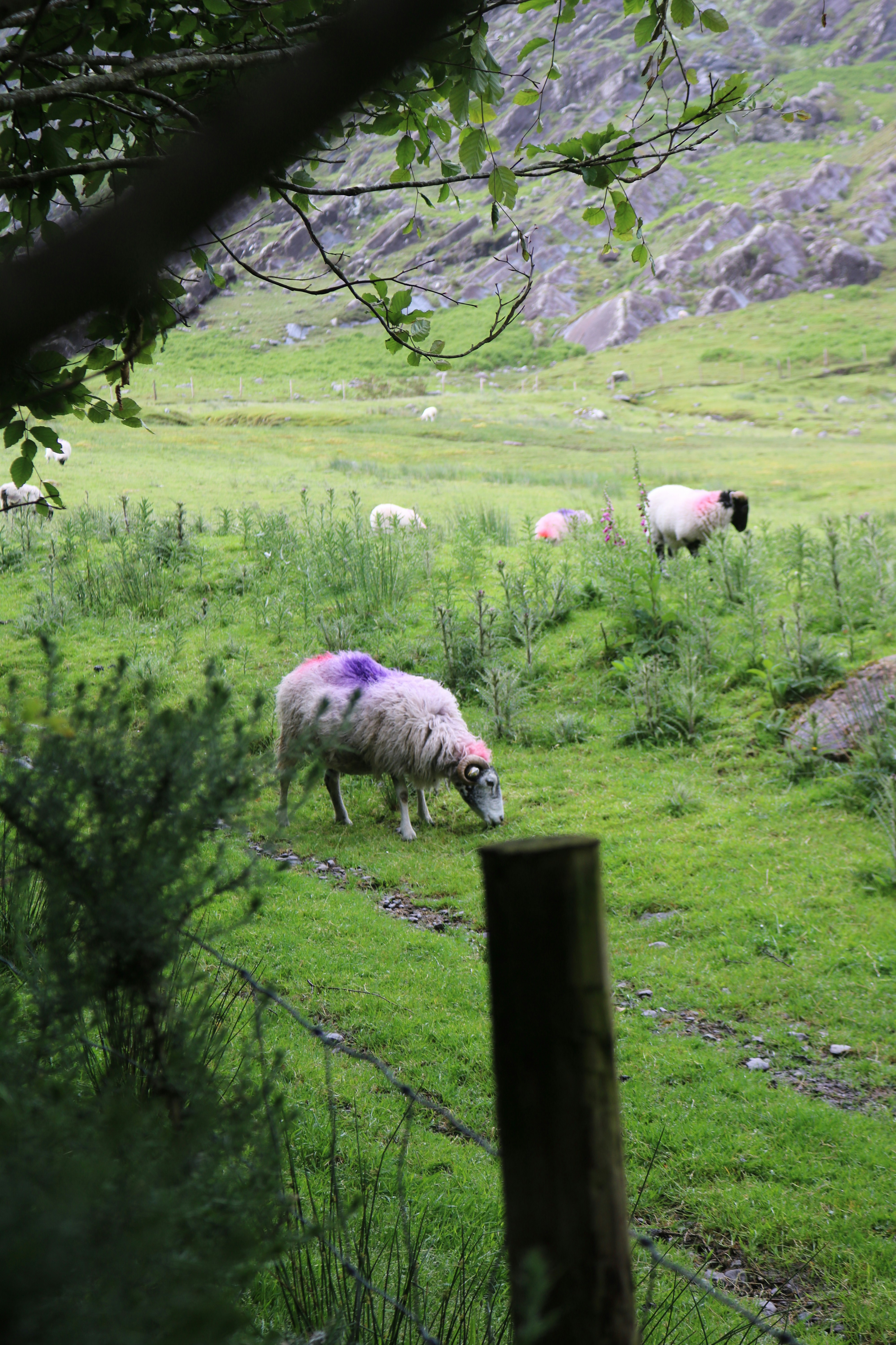 Pasture Watch: A Grazing Flock Beneath Framed Branches