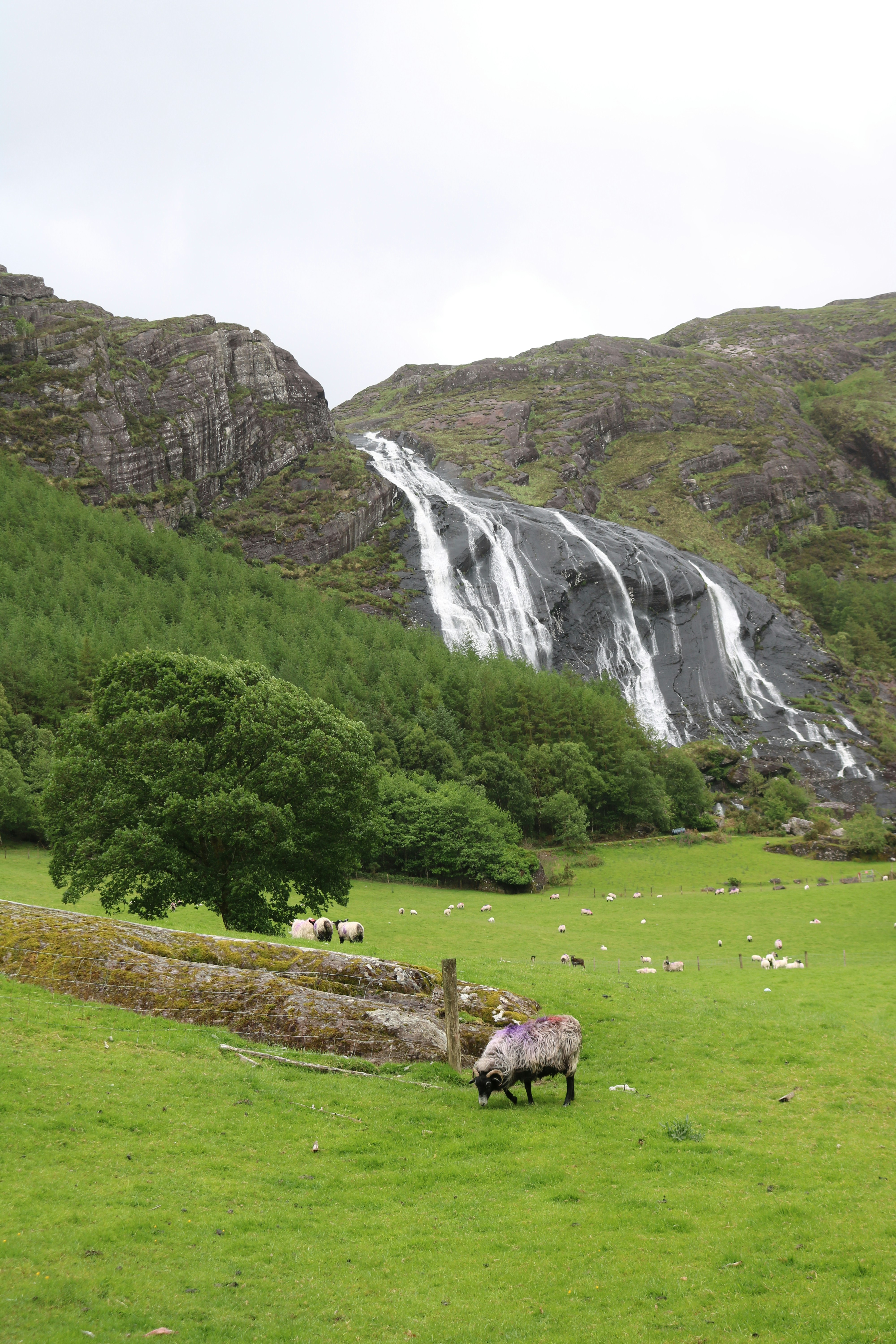 Green Valley with Cascading Falls and Grazing Sheep