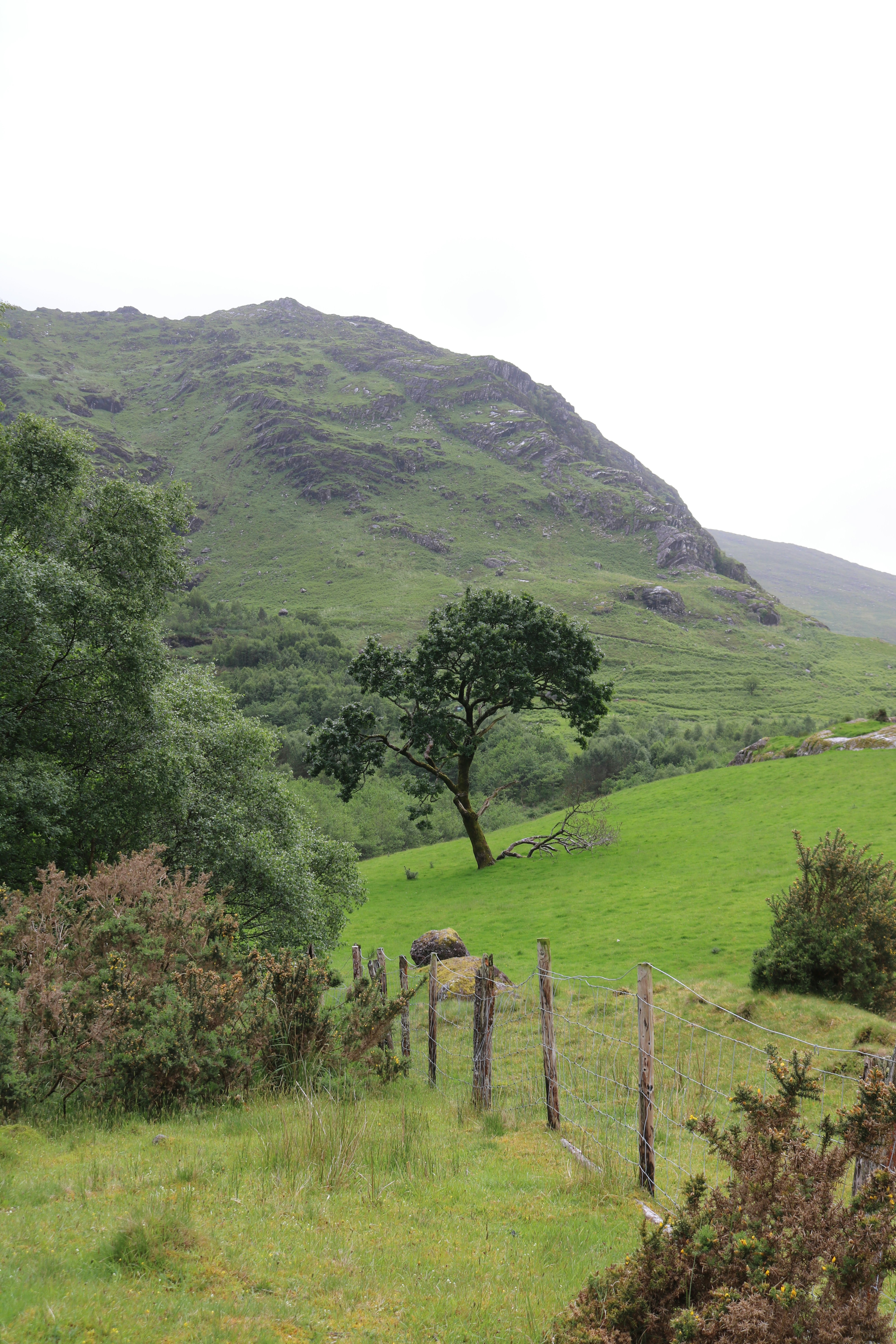  Lone tree on a rolling hillside framed by distant cliffs