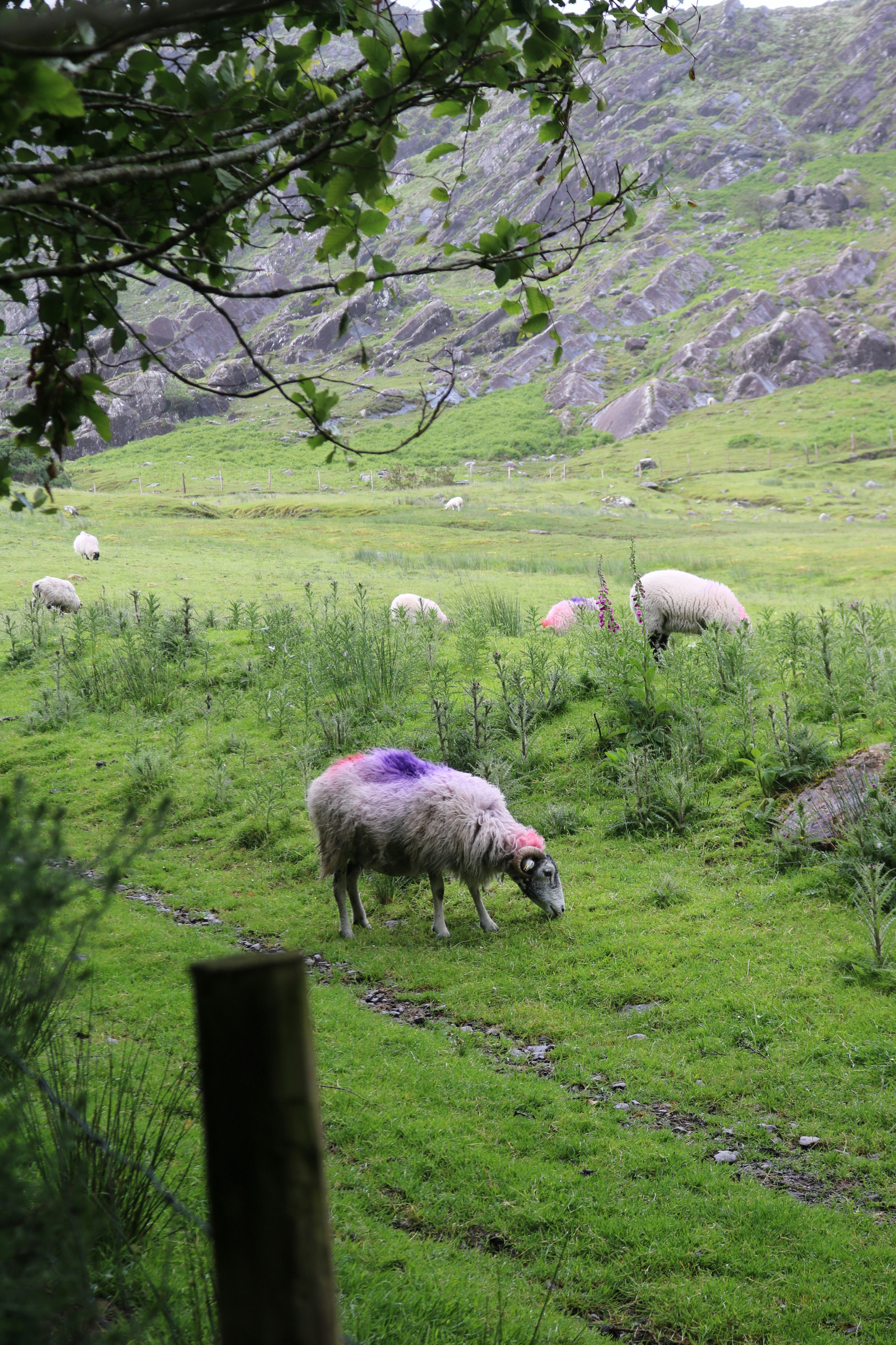 Pasture Portrait: Sheep grazing under a shaded hillside