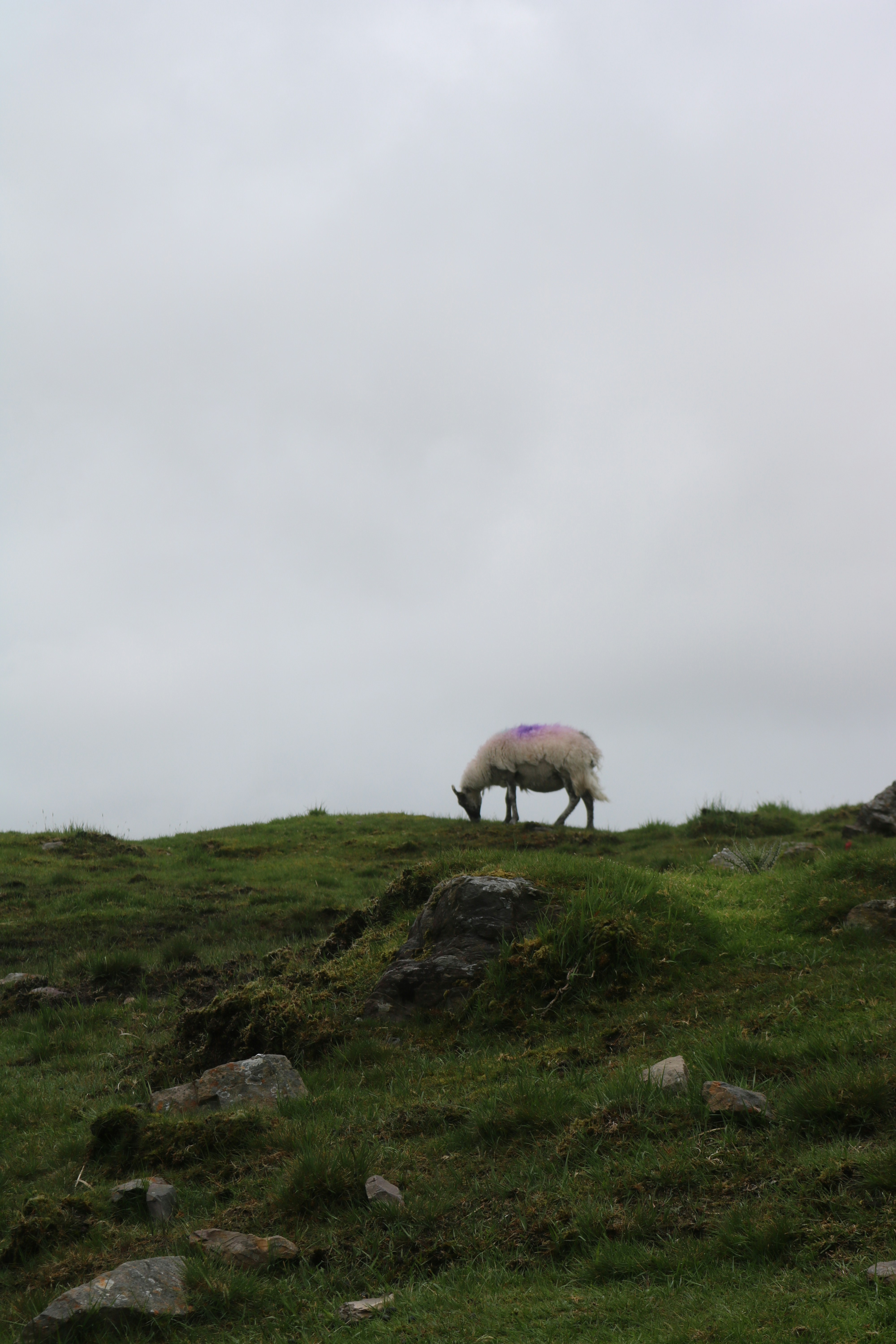 Lonely sheep on a windswept hill under pale skies