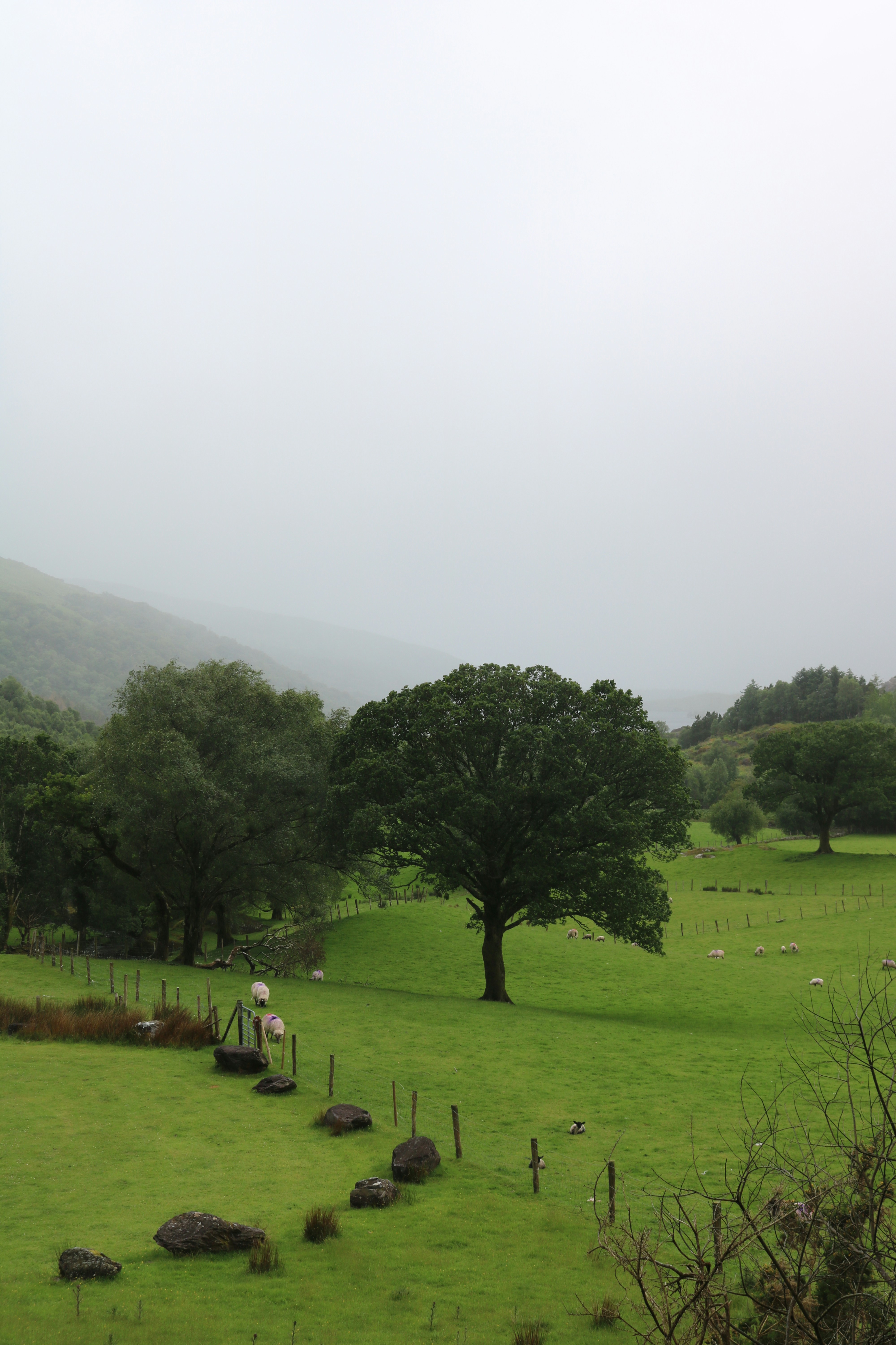 Misty Pasture Under a Quiet Oak