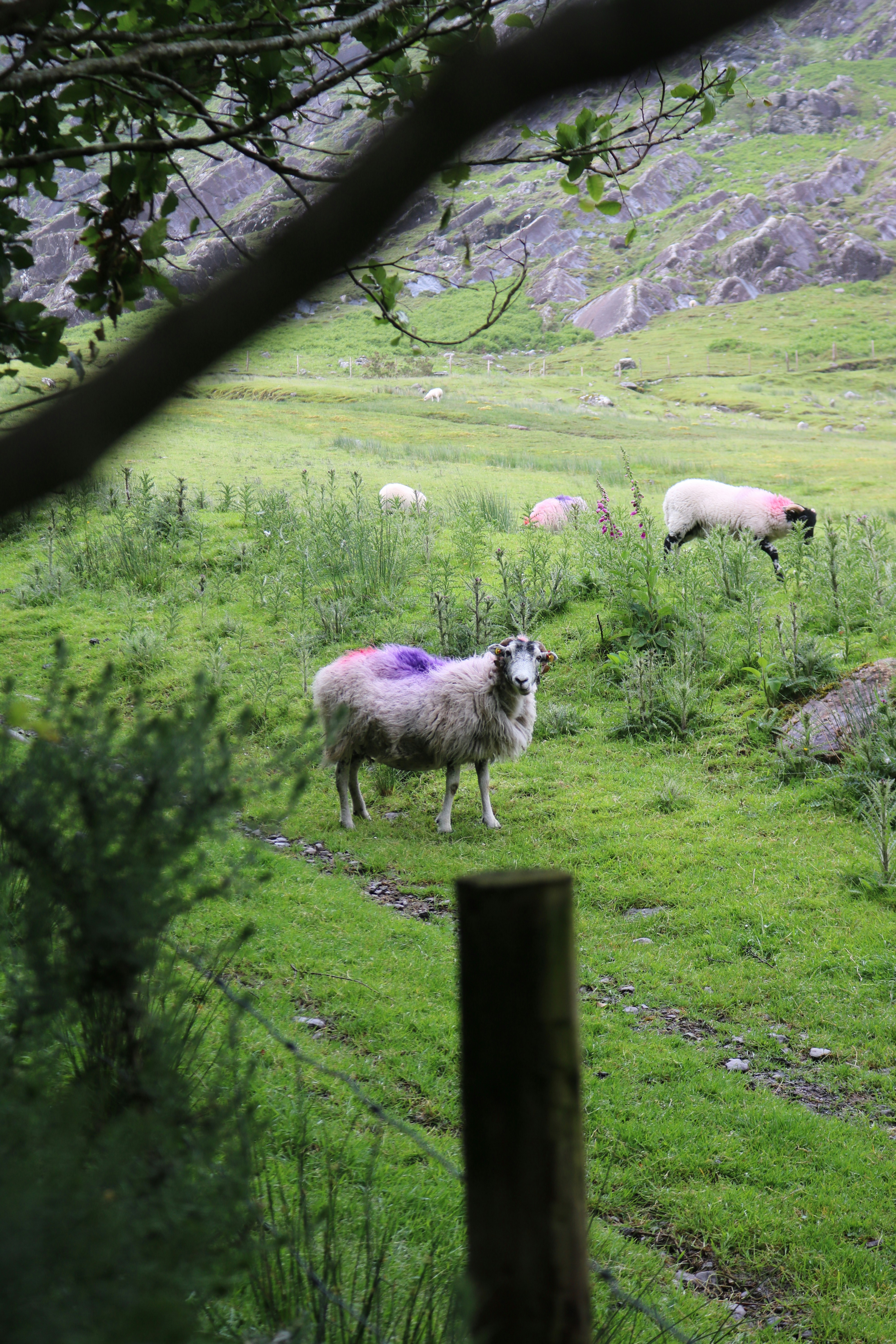 Pasture Portrait: A Herd of Colored Castled Sheep in a Lush Alpine Field