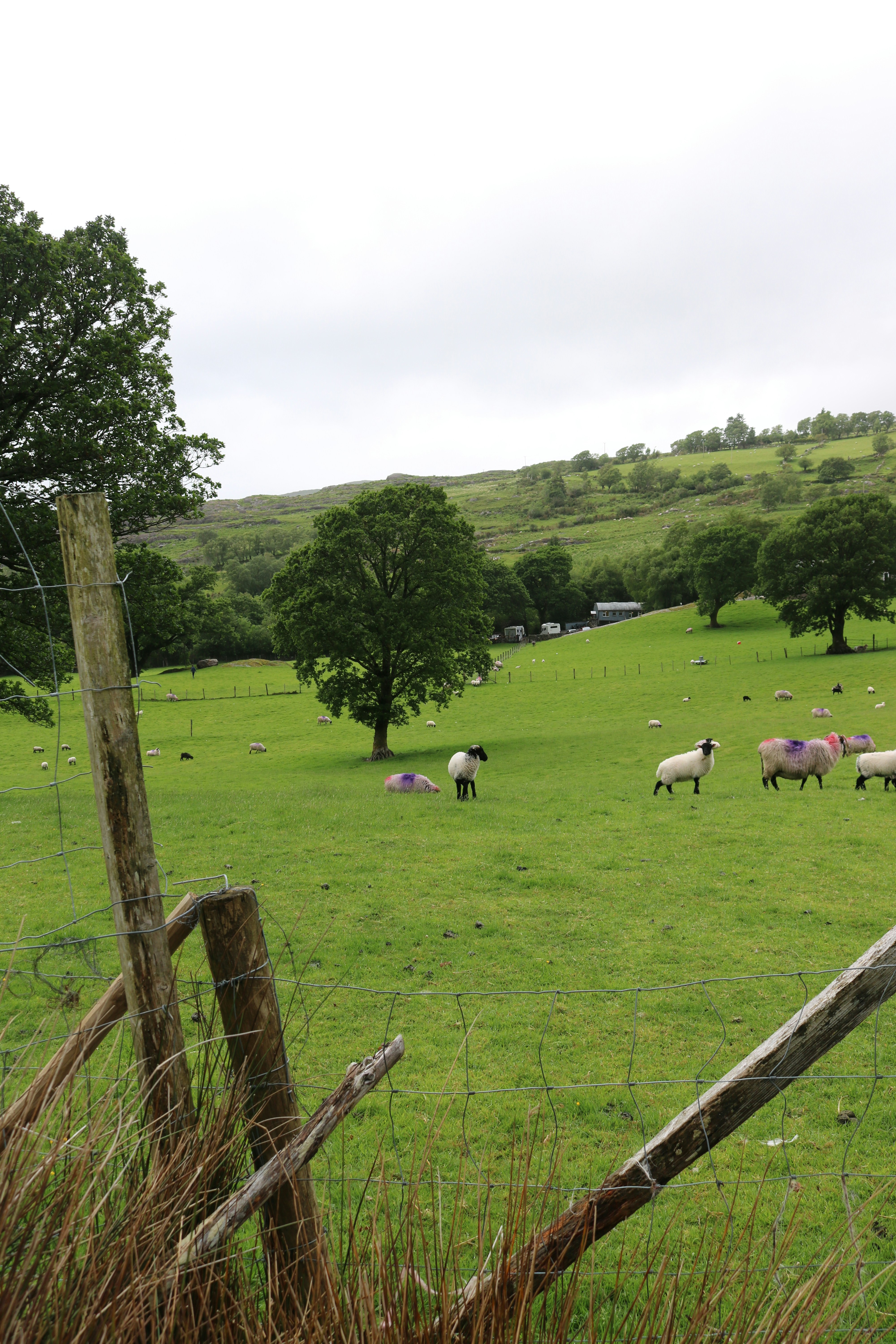 Pasture Portrait: Sheep and Rolling Green Hills