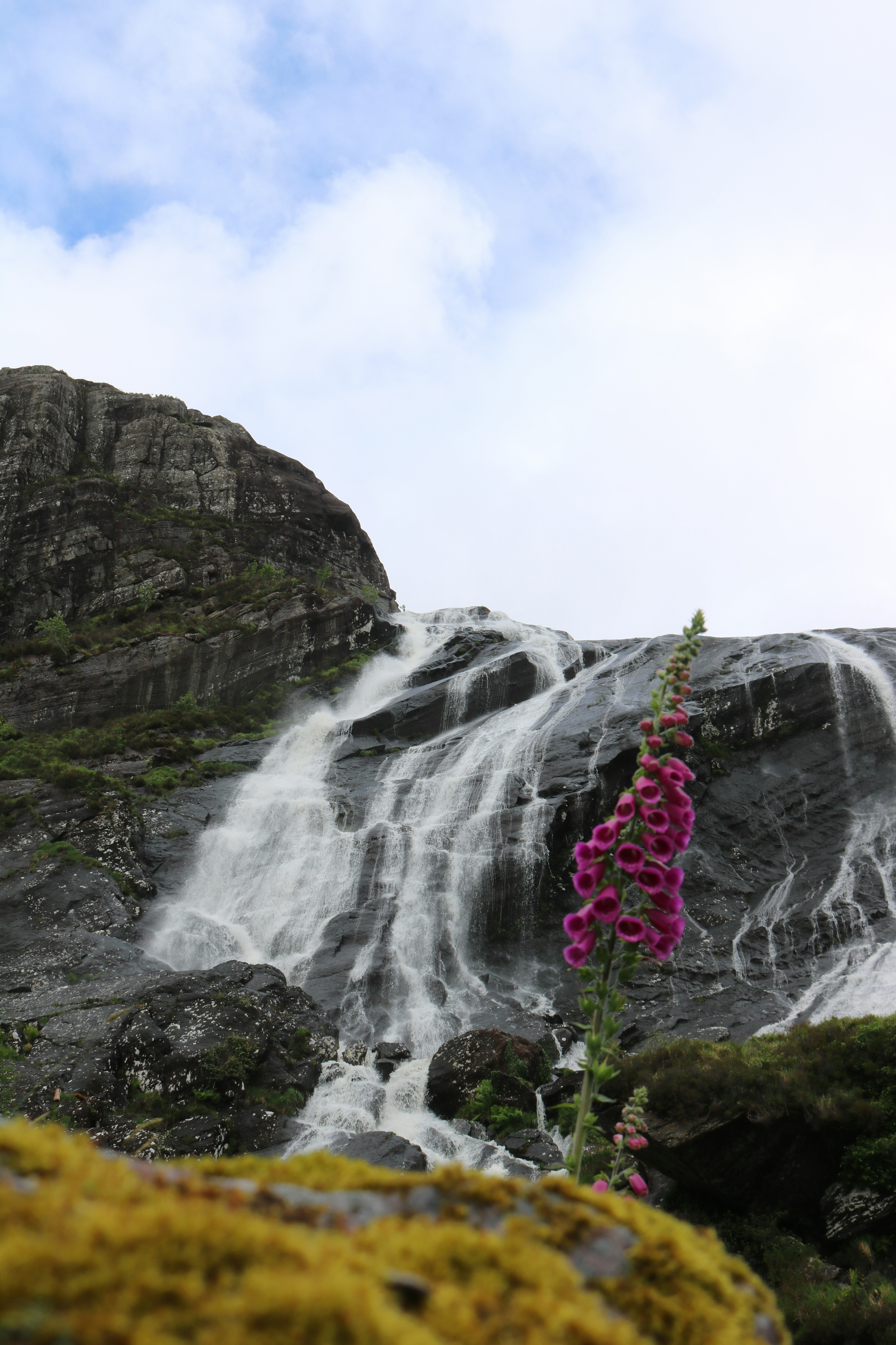 Purple Foxglove by the Cascade