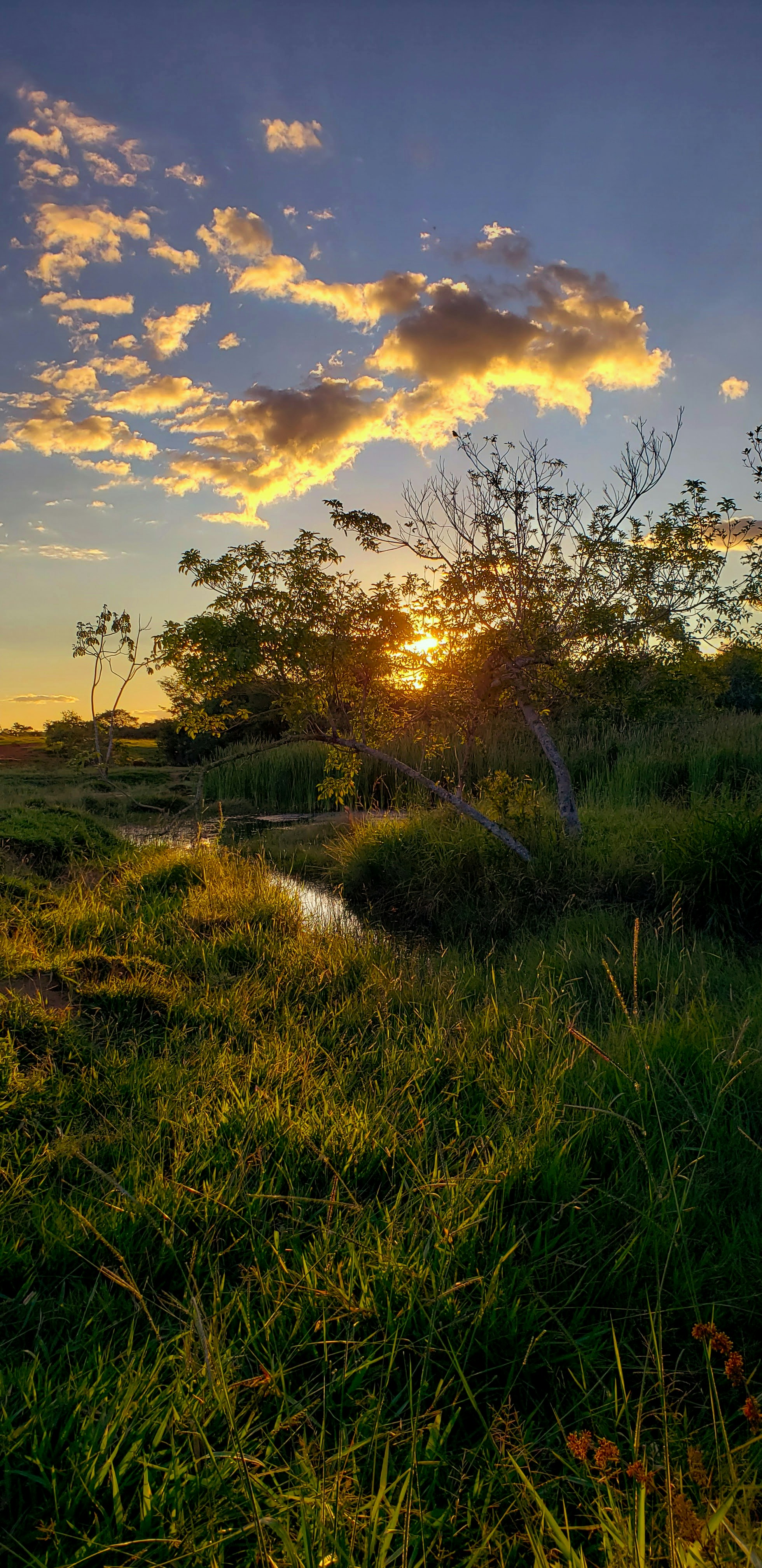 Golden sunset behind a gnarled tree over a grassy wetland with a narrow stream; a tranquil landscape scene captured at golden hour.