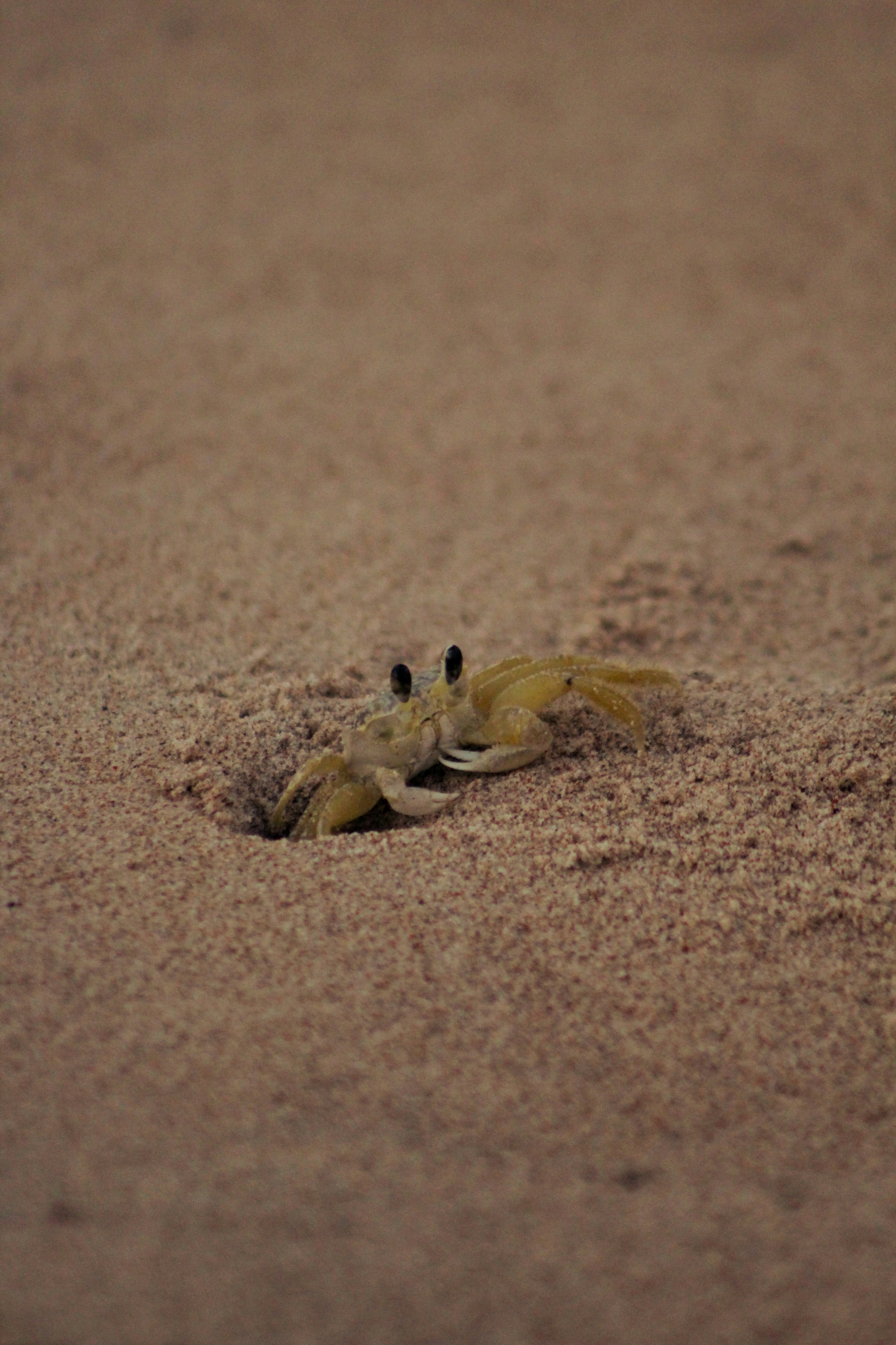 Crab in the Sand: A Tiny Fossil of Coastal Life