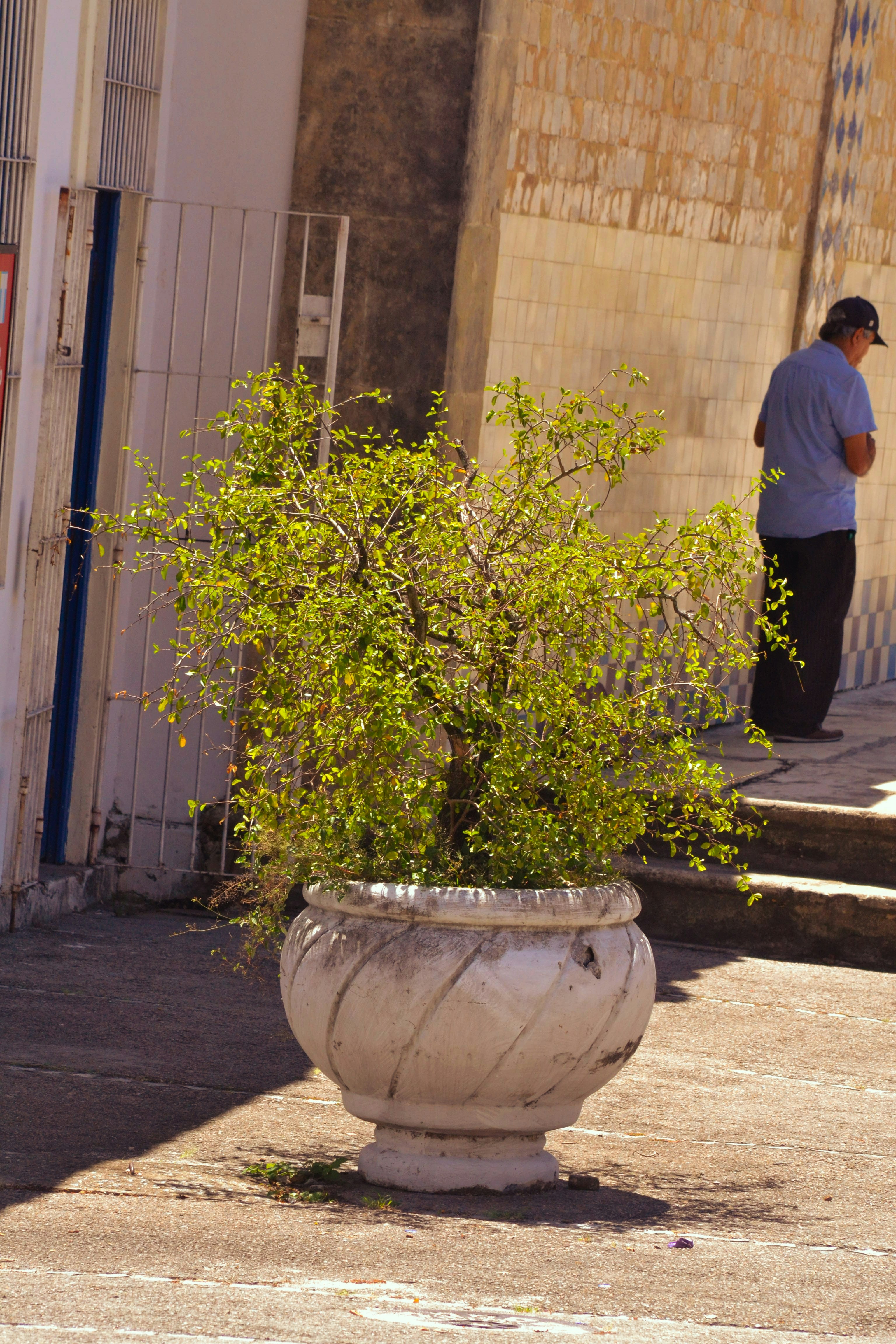 Urban planter in sunlight: a quiet courtyard scene