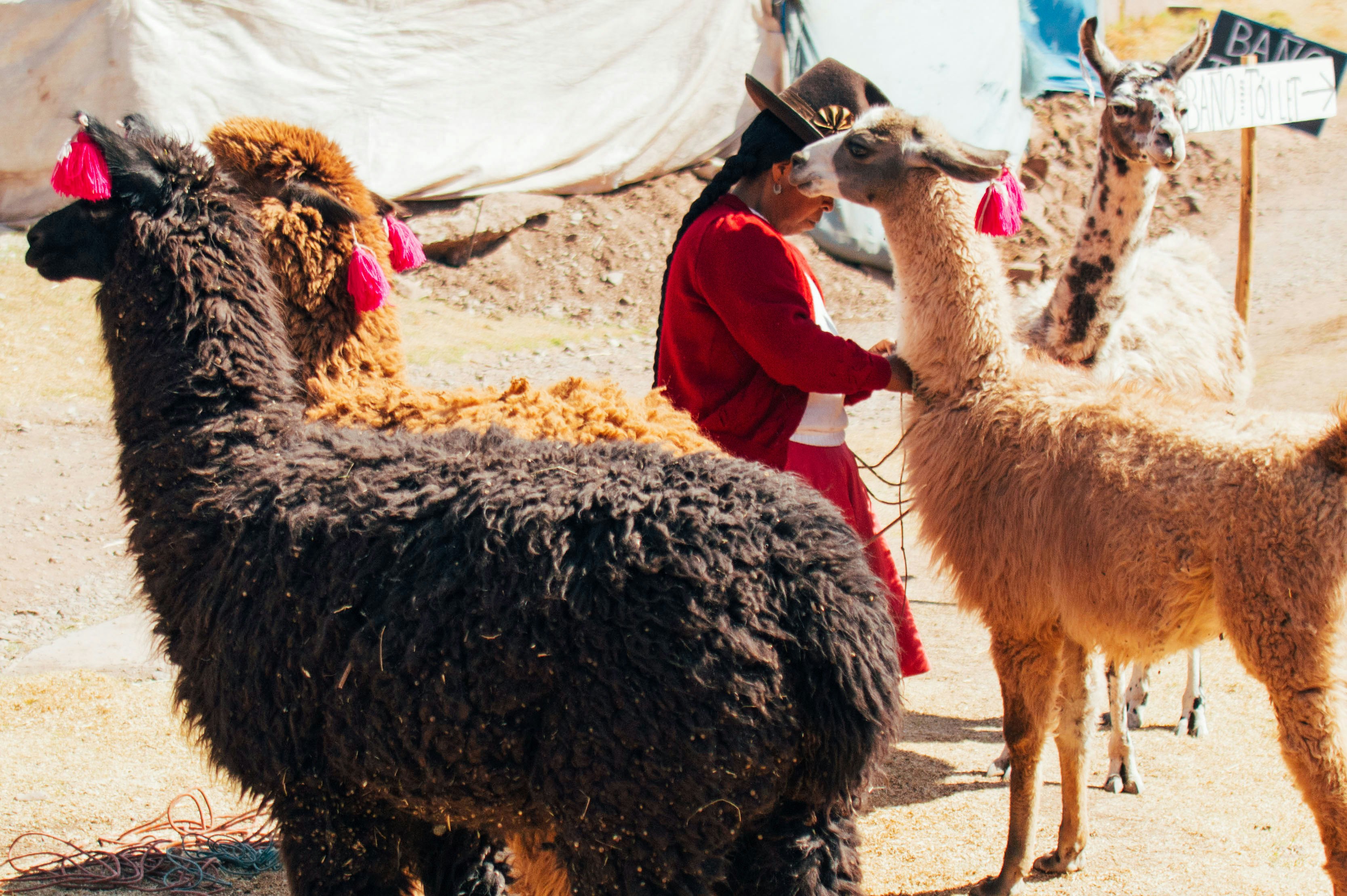 Alpaca Parade: A Lively Encounter with Colorful Garments