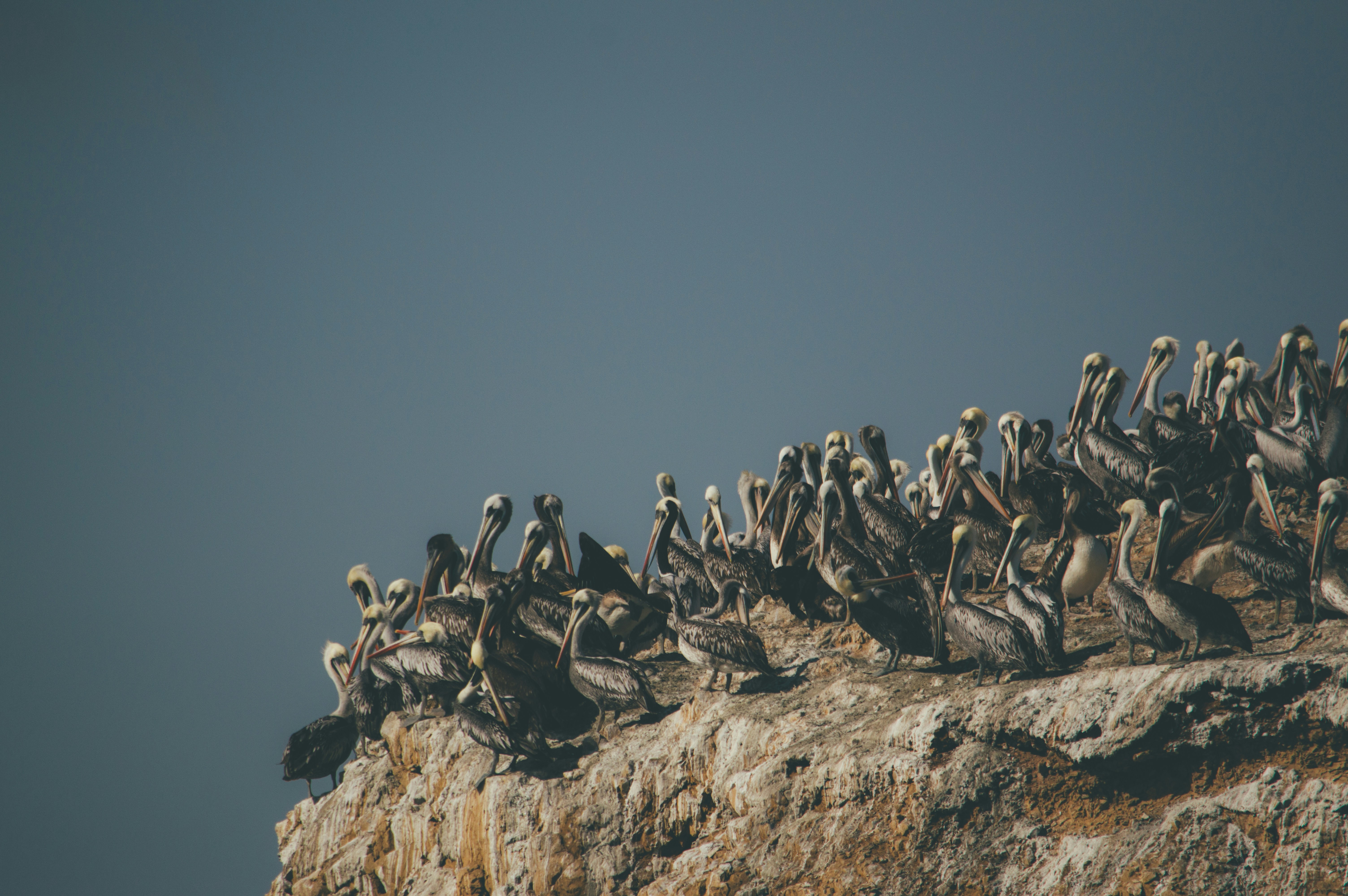 Rookery on the Cliff: A Crest of Pelicans at Dusk