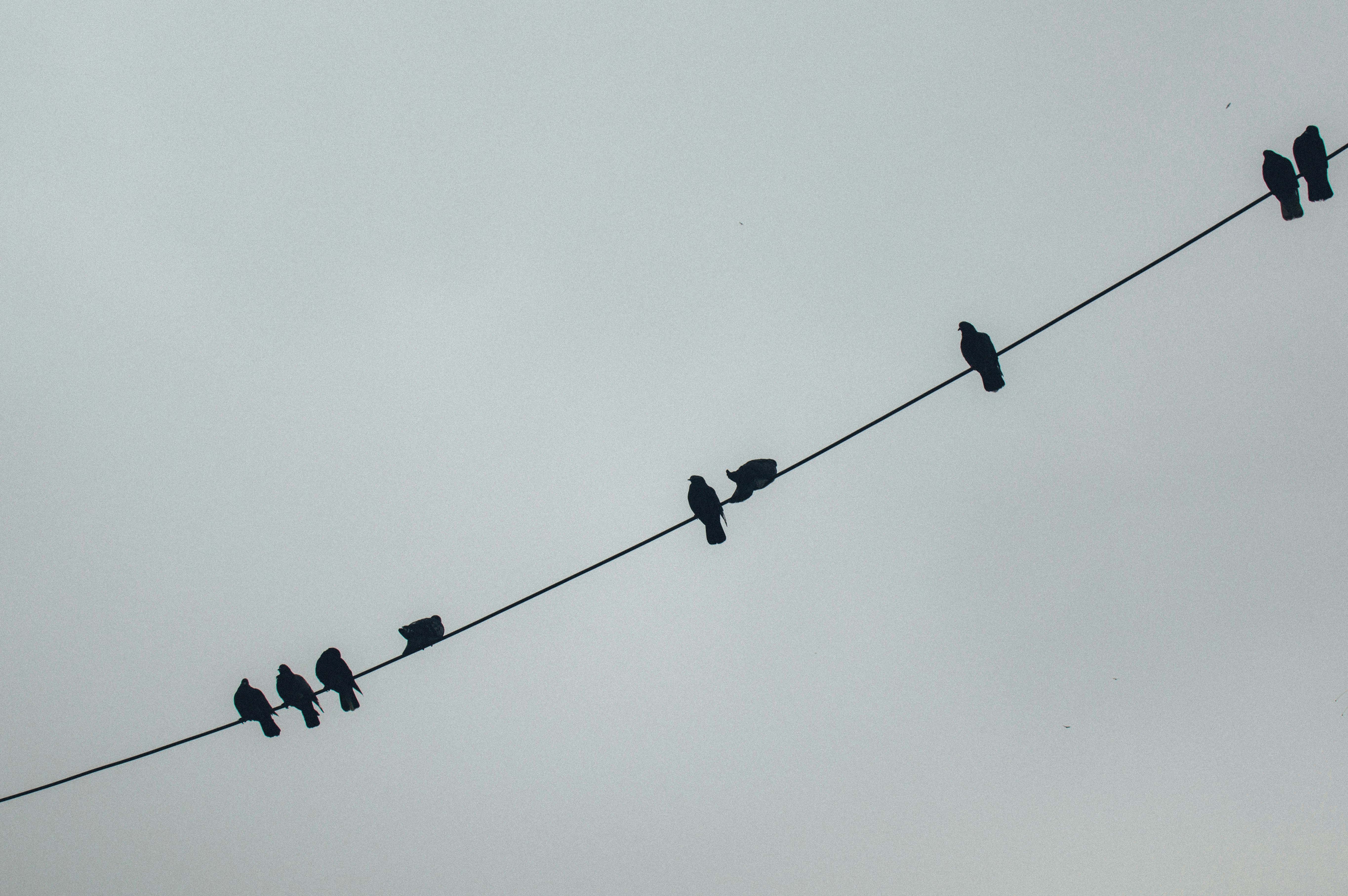 Birds on a Wire: A Quiet Chorus Across Grey Skies